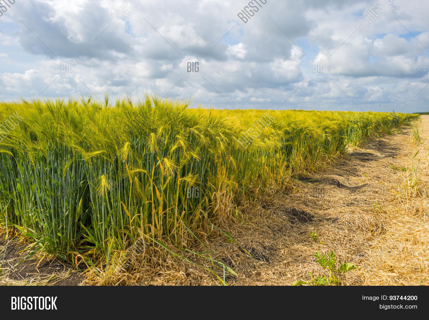 Wheat Growing Under Image & Photo (Free Trial) | Bigstock