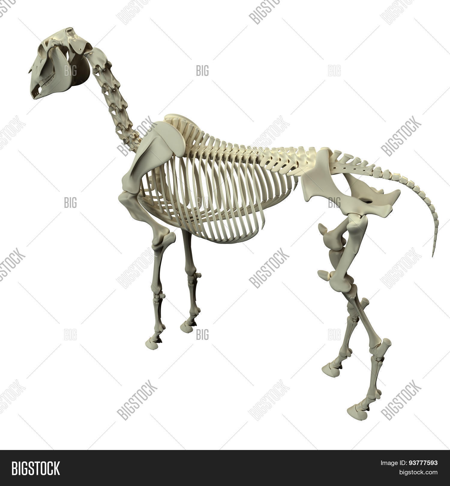 Horse Skeleton Back Image & Photo (Free Trial) | Bigstock