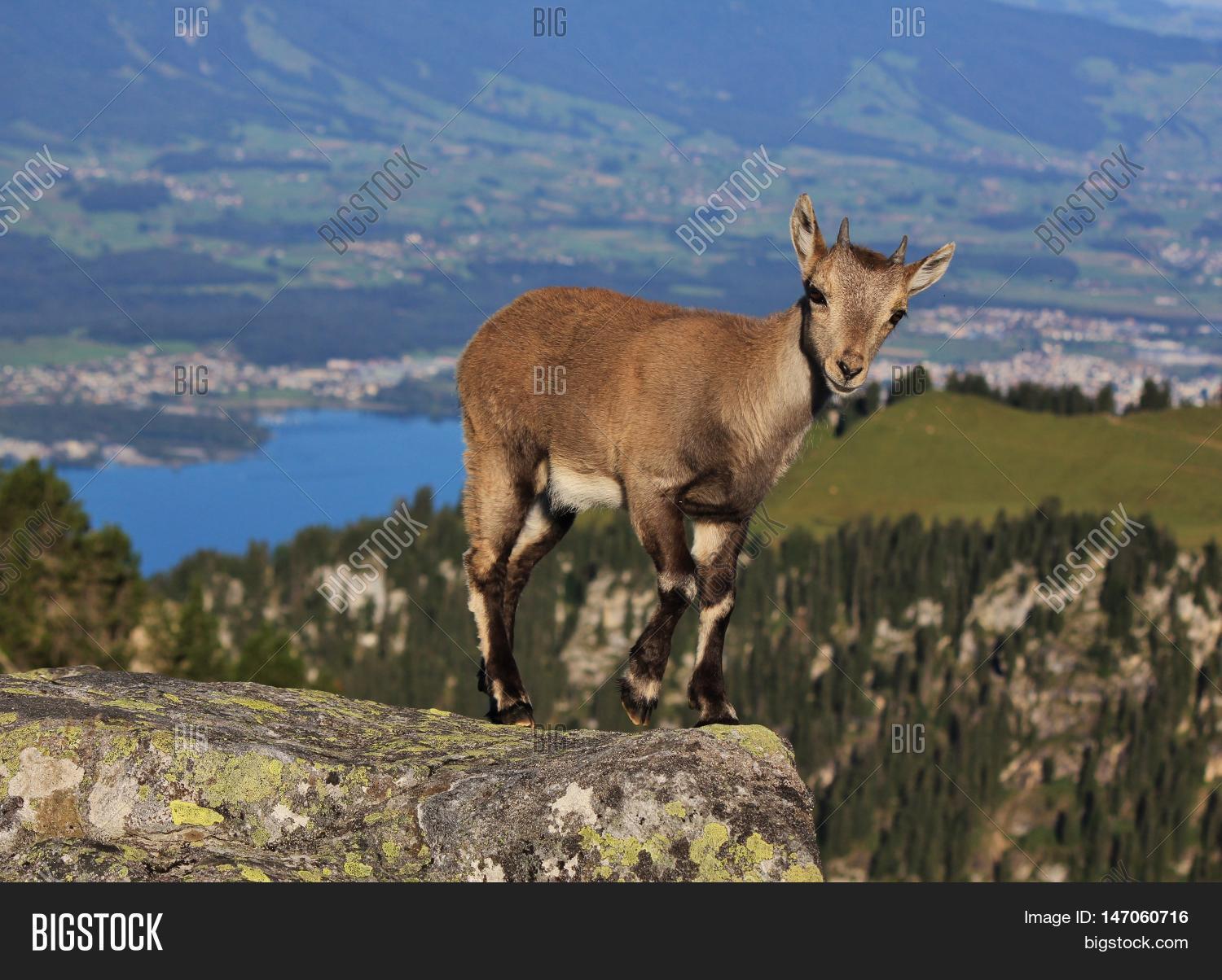 Alpine Ibex Baby Image & Photo (Free Trial) | Bigstock