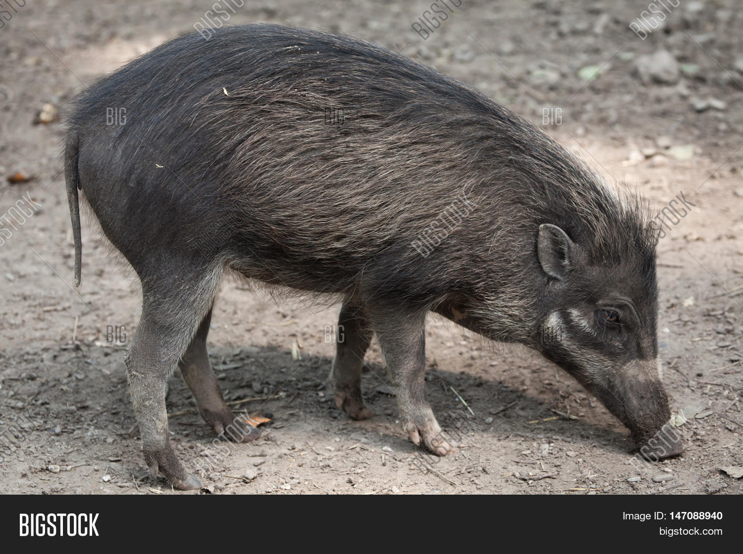Visayan Warty Pig (Sus Image & Photo (Free Trial) | Bigstock