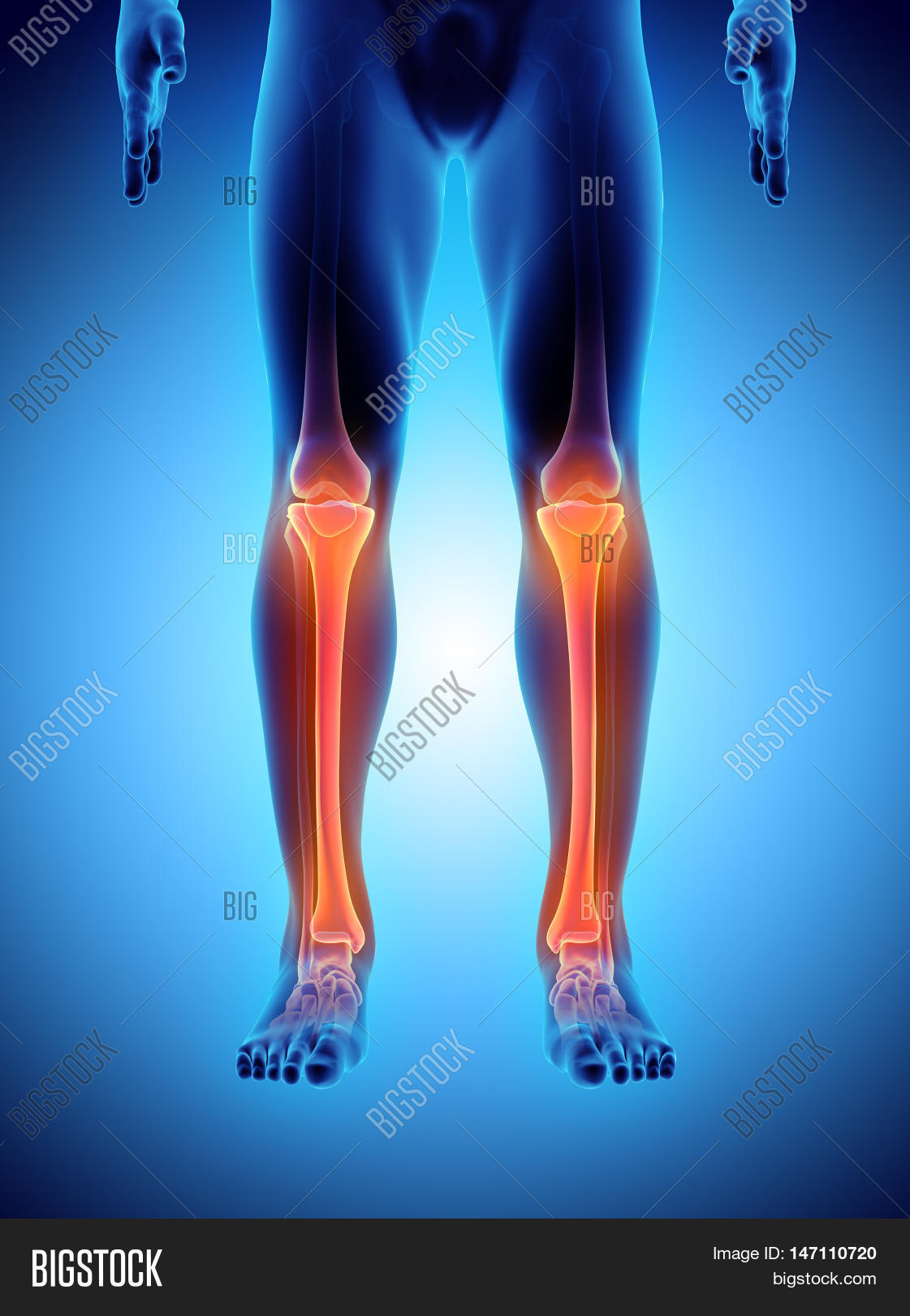 3D Illustration Tibia Image & Photo (Free Trial) | Bigstock