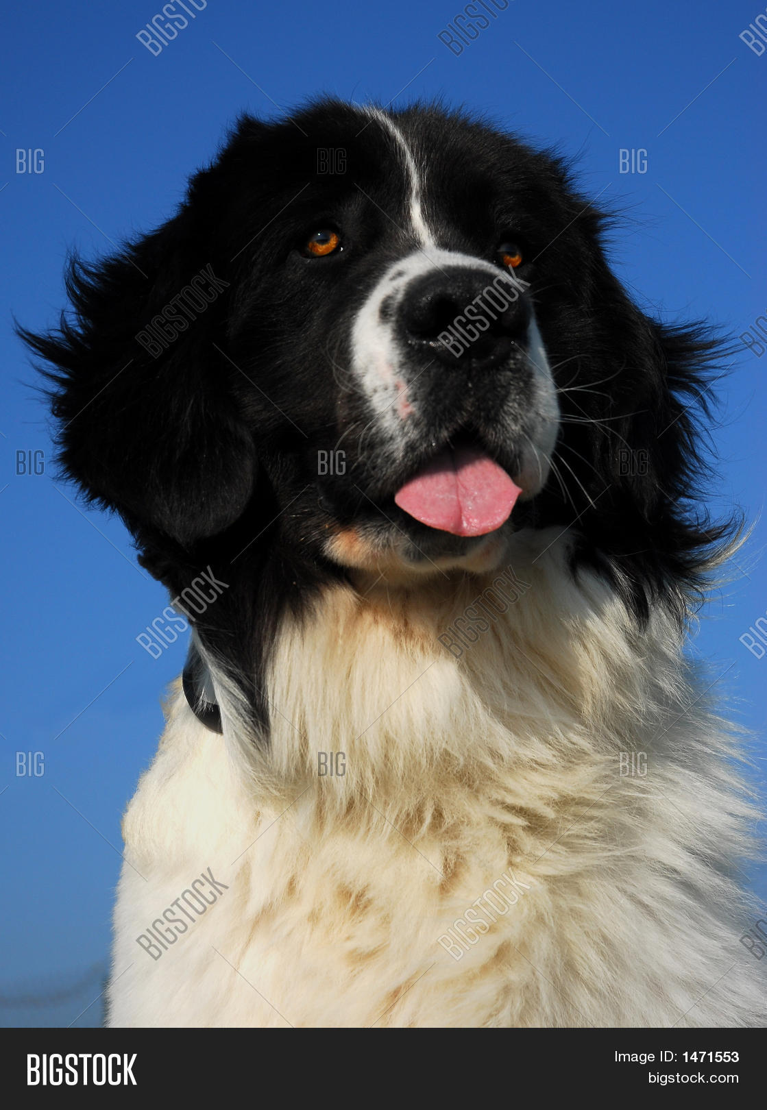 Landseer Image & Photo (Free Trial) | Bigstock
