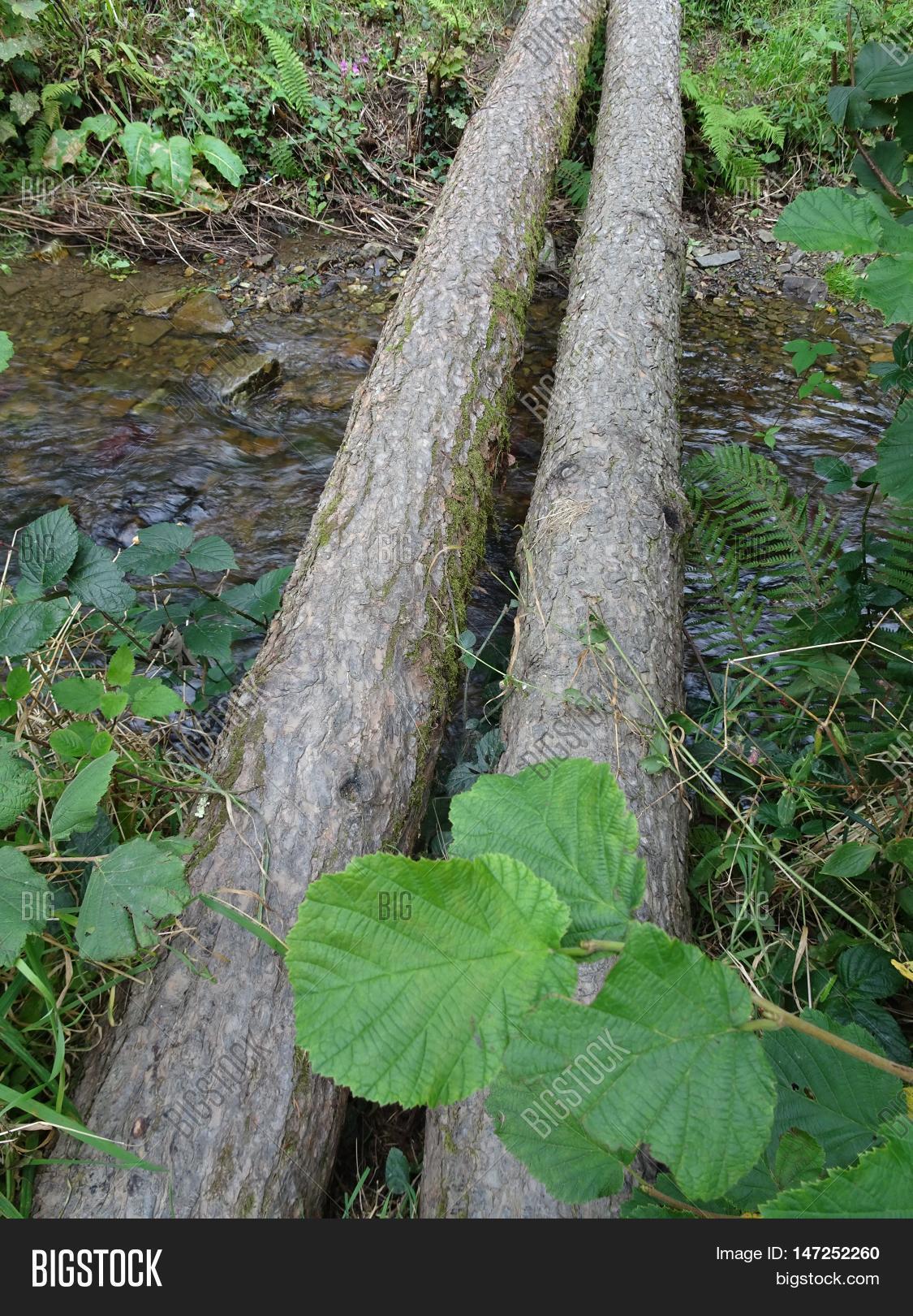 Log Bridges Across Image & Photo (Free Trial) | Bigstock