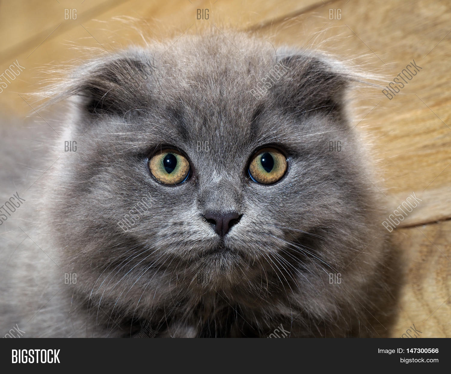 Portrait Cute Big Cat Image & Photo (Free Trial) | Bigstock