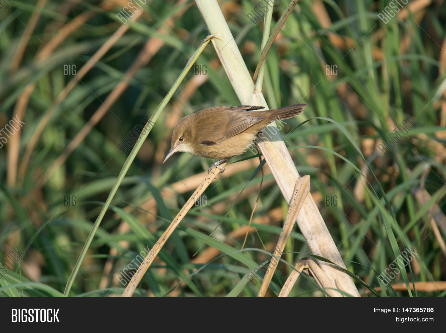 Brown Reed Warbler Image & Photo (Free Trial) | Bigstock