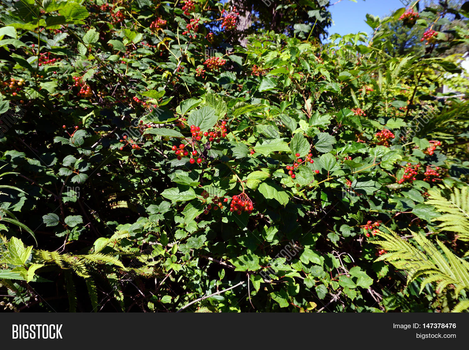 Clusters Red Berries Image & Photo (Free Trial) | Bigstock