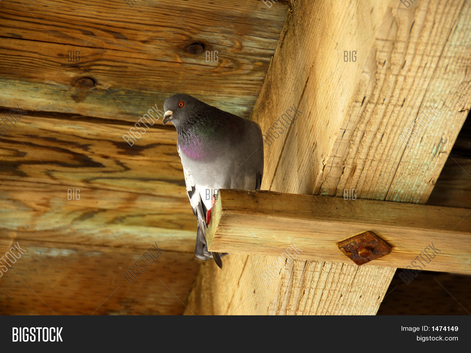 Pigeon Under Pier Image & Photo (Free Trial) | Bigstock