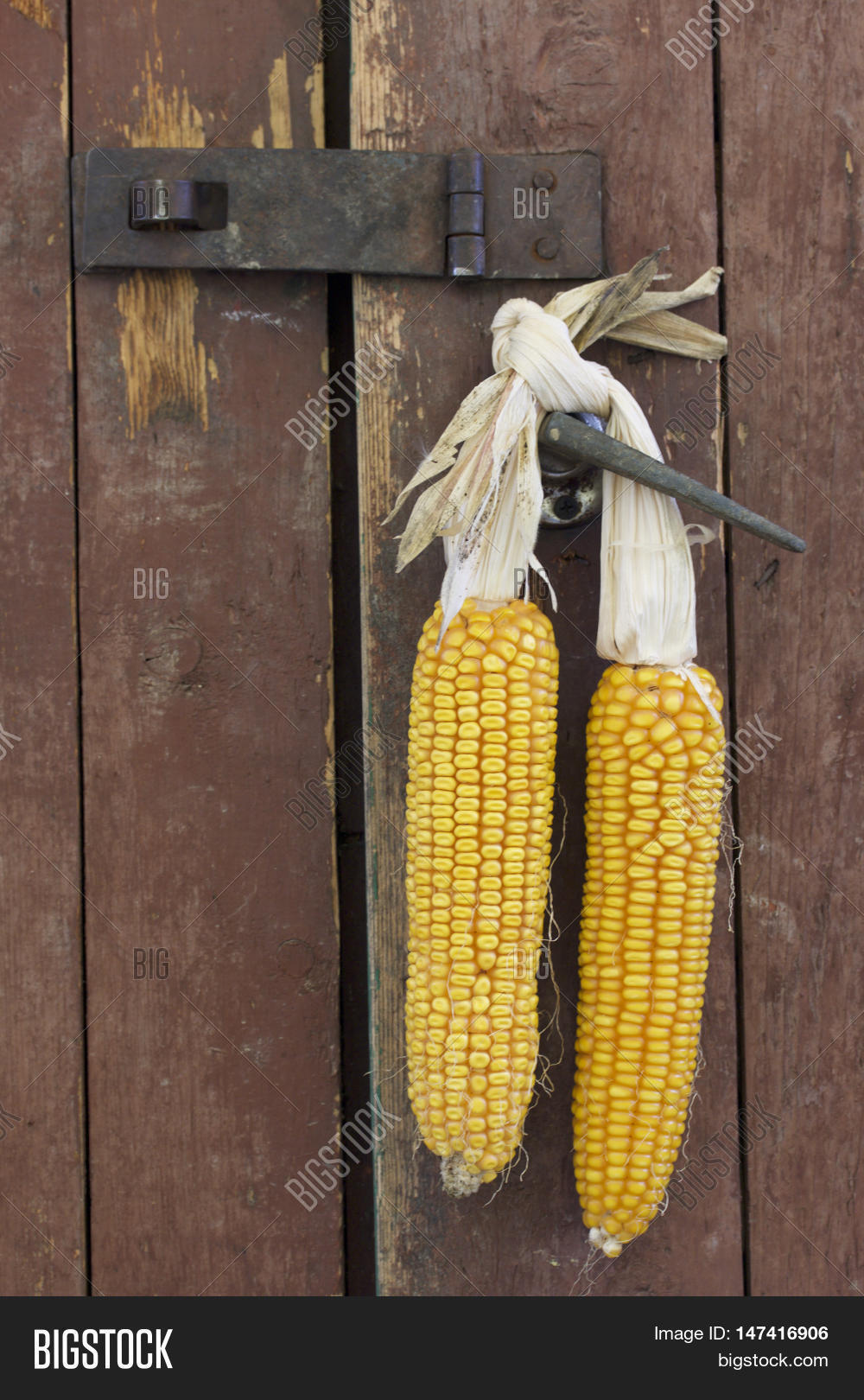 Cobs Corn Drying Open Image & Photo (Free Trial) | Bigstock