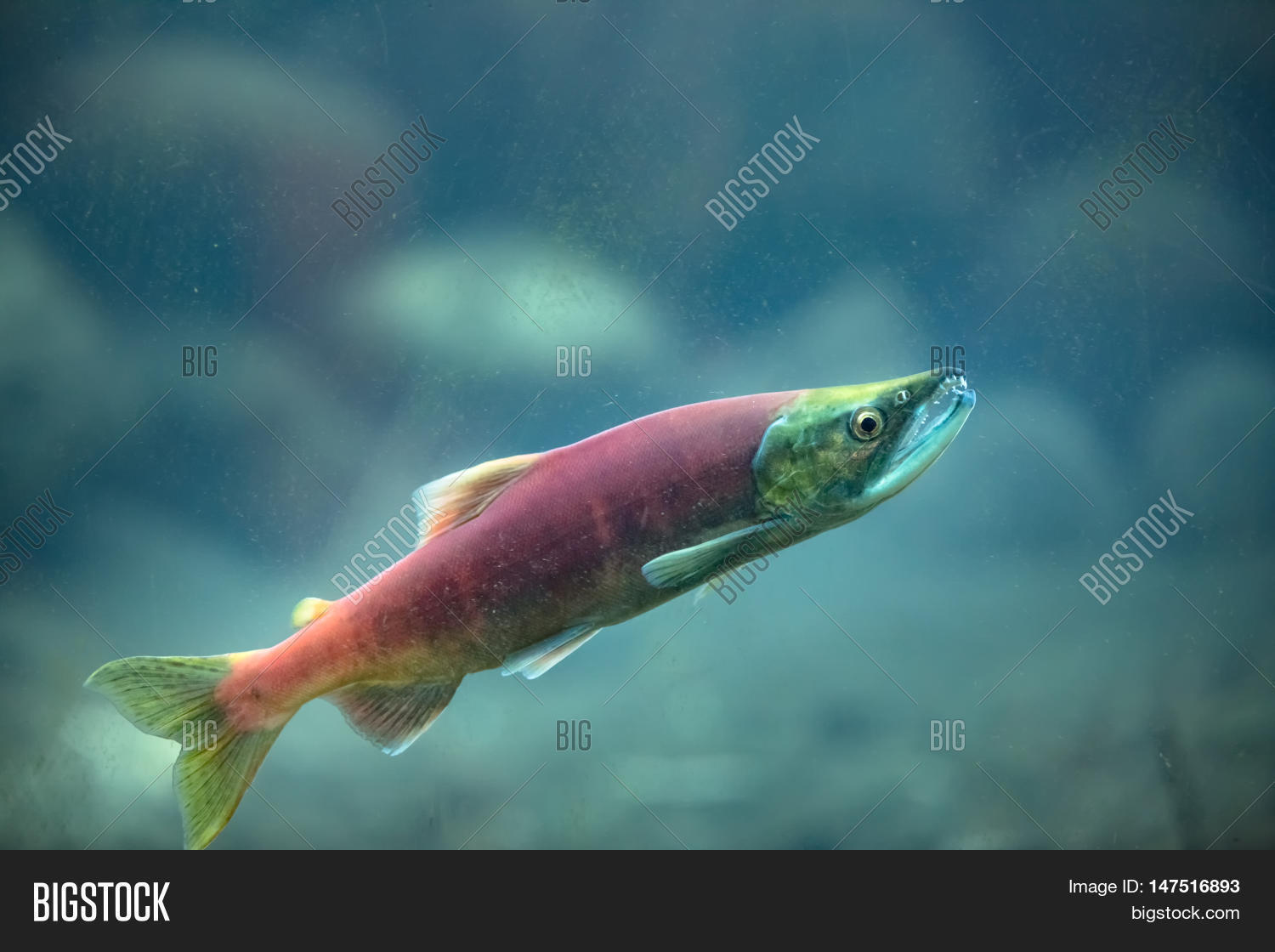 Kokanee Salmon Fish Image & Photo (Free Trial) | Bigstock