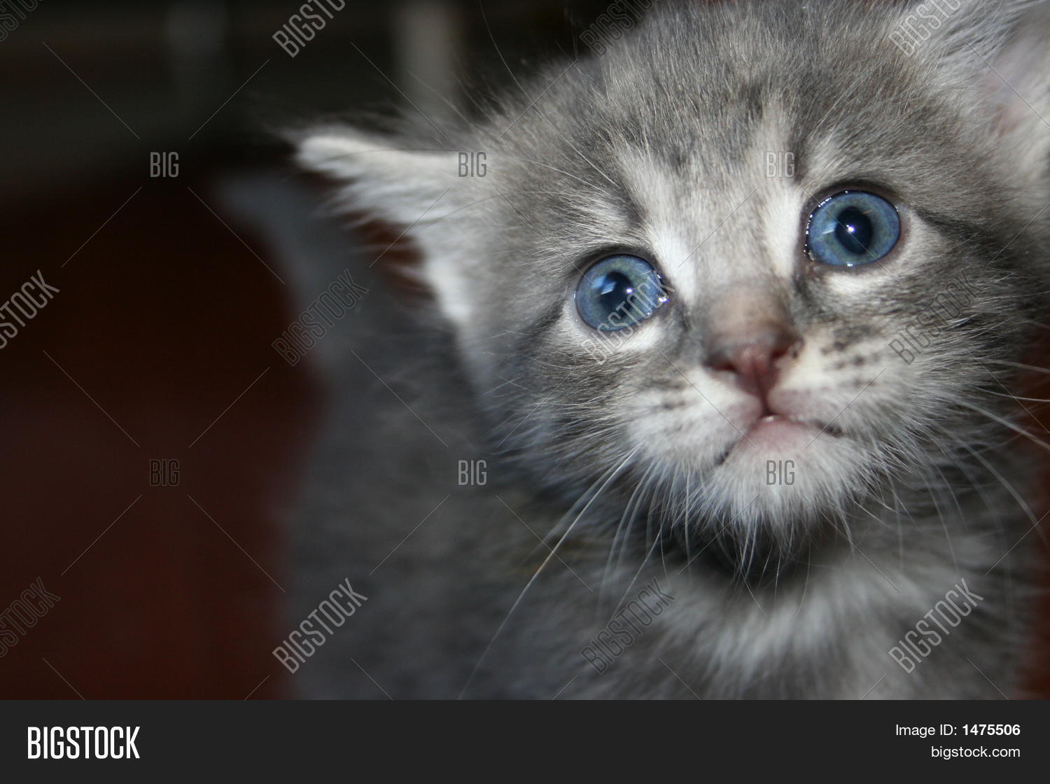Grey White Sad Kitten Image & Photo (Free Trial) | Bigstock
