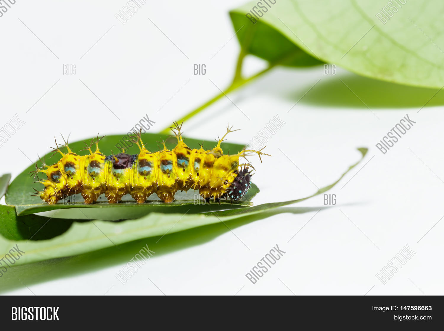 Mature Caterpillar Image & Photo (Free Trial) | Bigstock