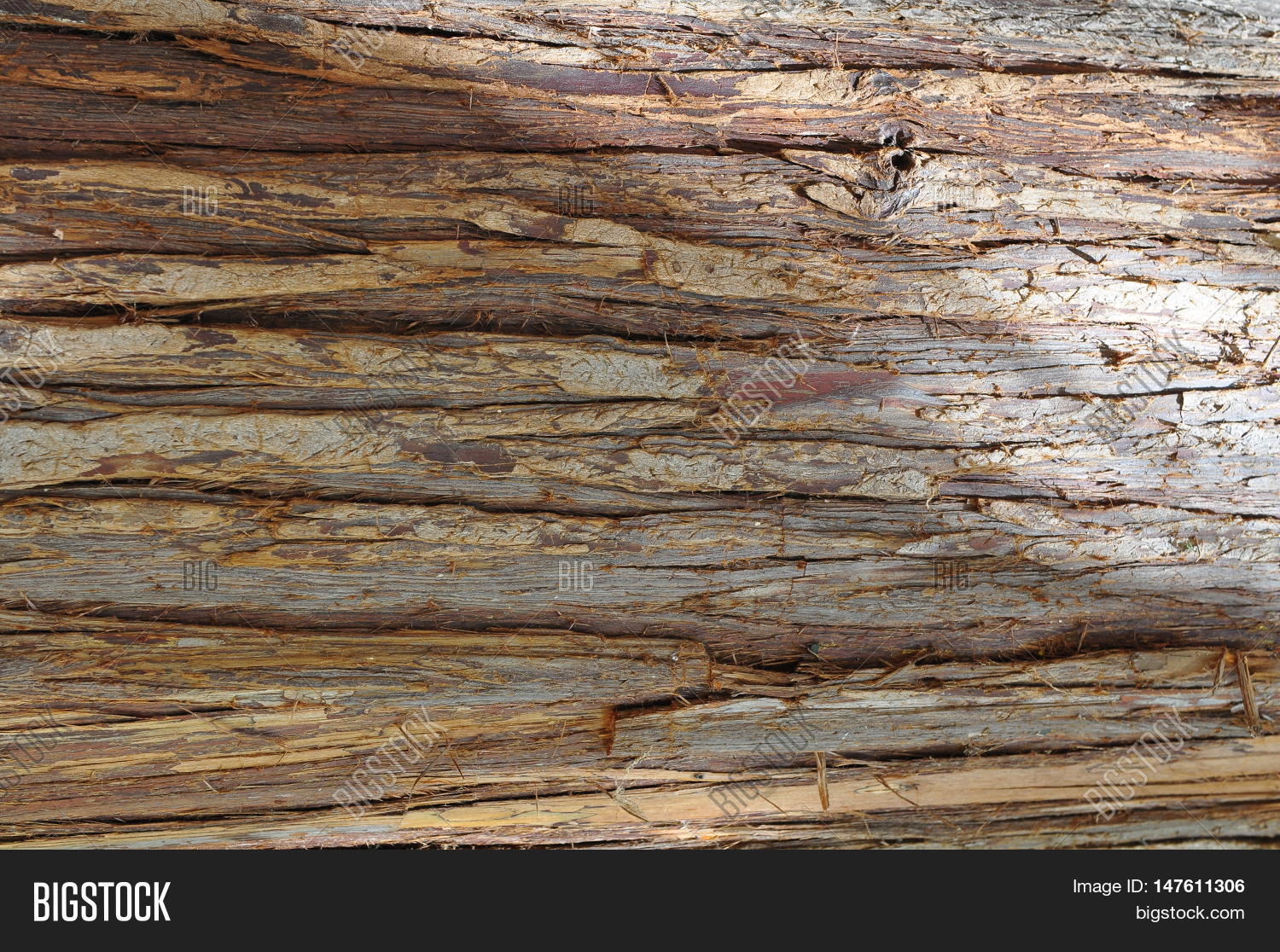 Pacific Red Cedar Bark Image & Photo (Free Trial) | Bigstock