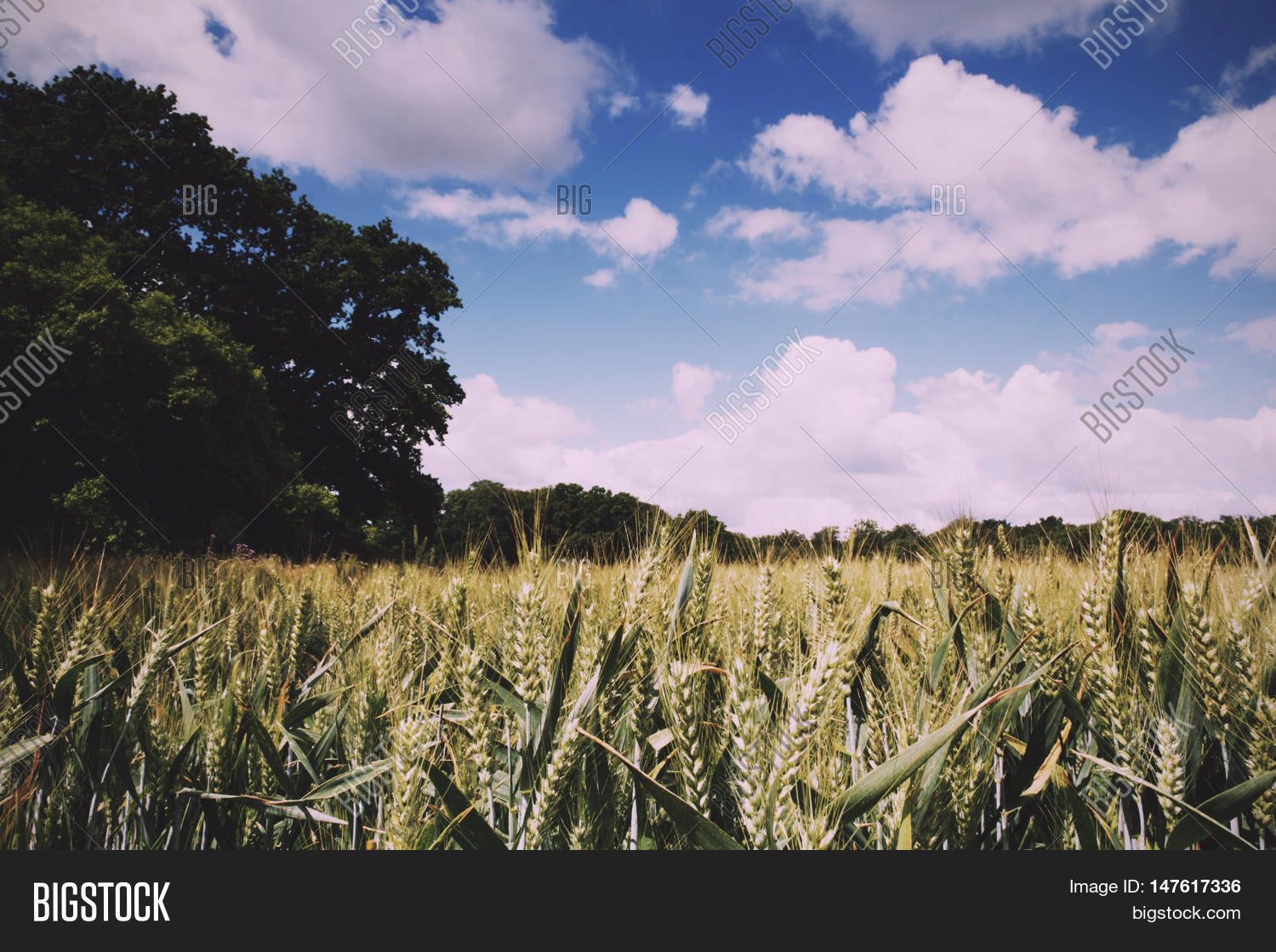 Wheat Growing Field Image & Photo (Free Trial) | Bigstock