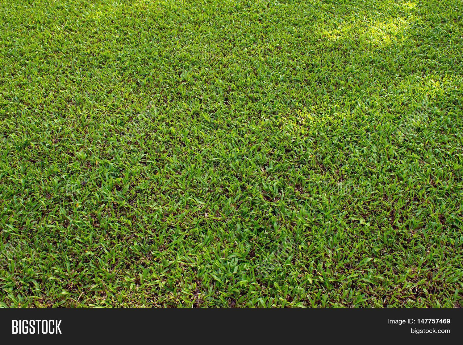 Nature Grass Texture Image & Photo (Free Trial) | Bigstock