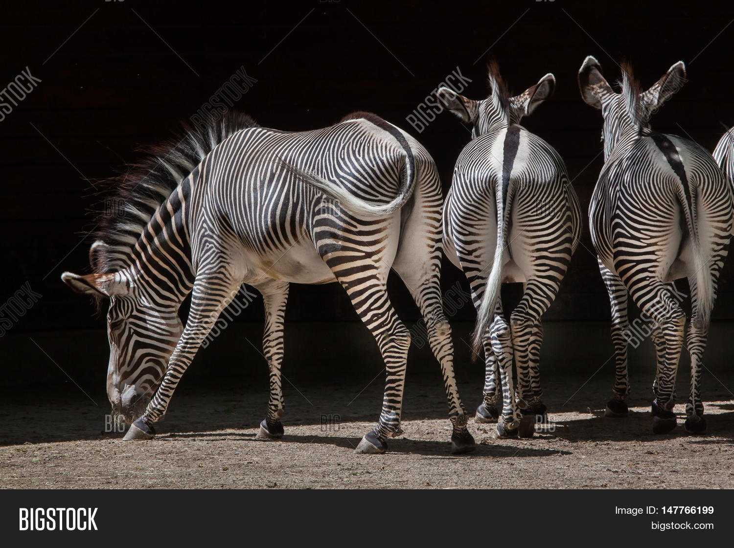 Grevy's Zebra (Equus Image & Photo (Free Trial) | Bigstock