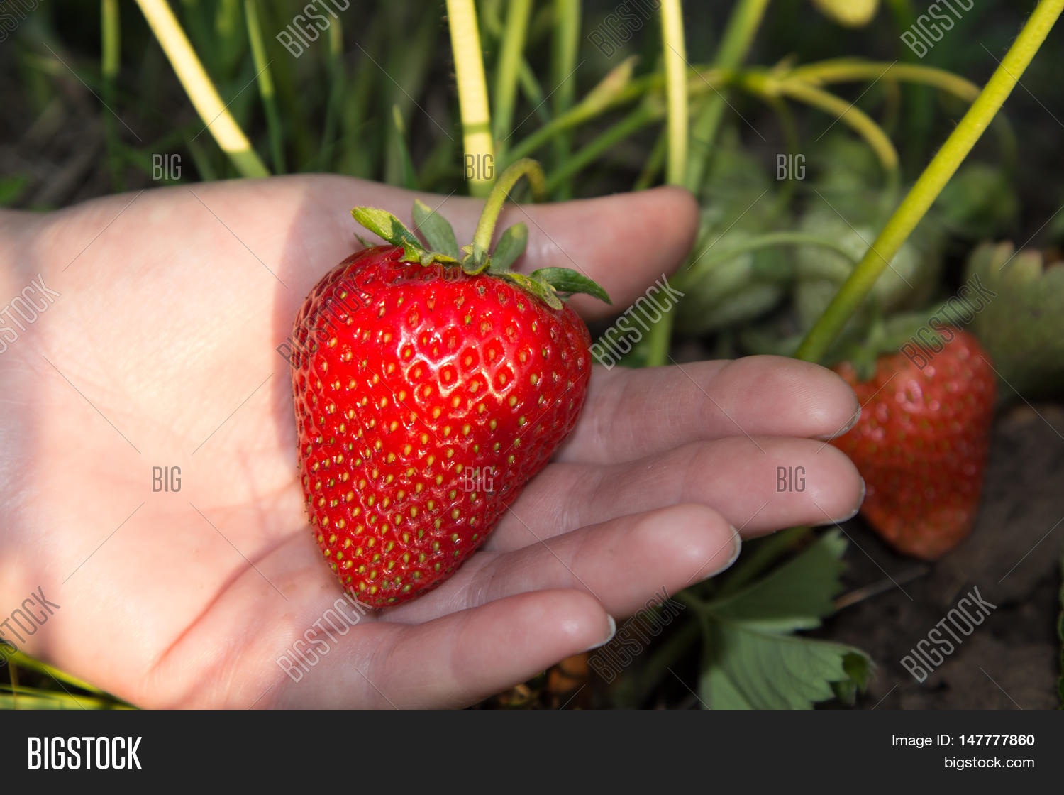 Big Red Ripe Image & Photo (Free Trial) | Bigstock