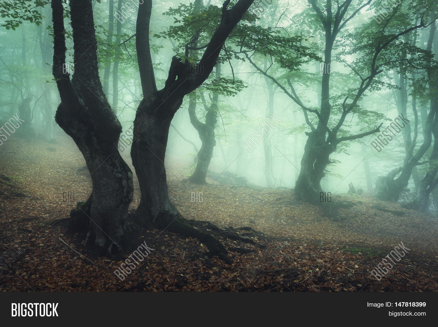 Mystical Autumn Forest Image & Photo (Free Trial) | Bigstock