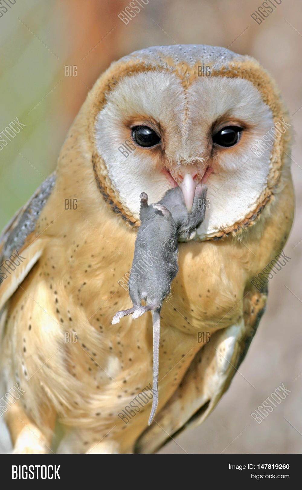 Barn Owl Mouse Image & Photo (Free Trial) | Bigstock