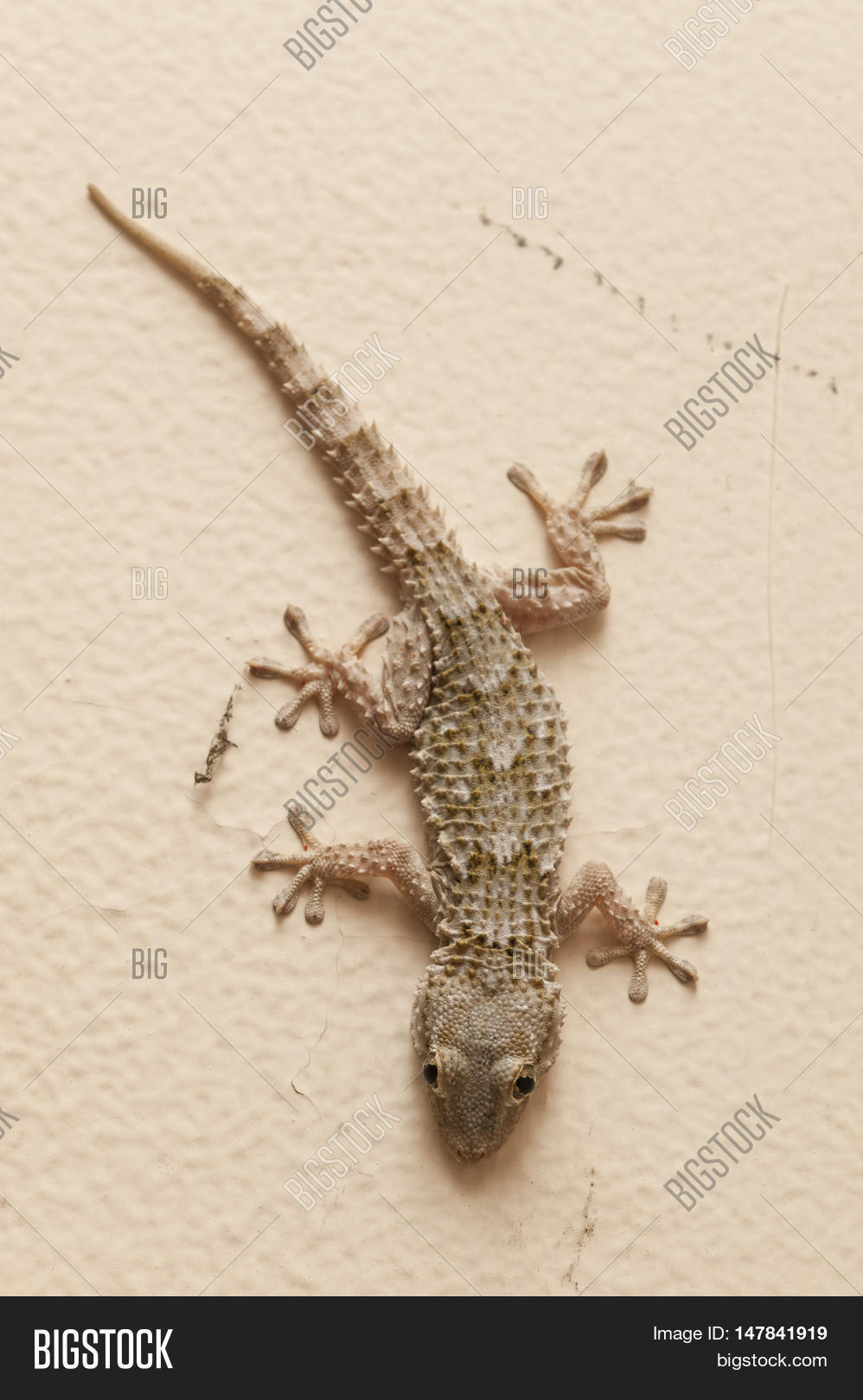 Gray House Gecko Image & Photo (Free Trial) | Bigstock