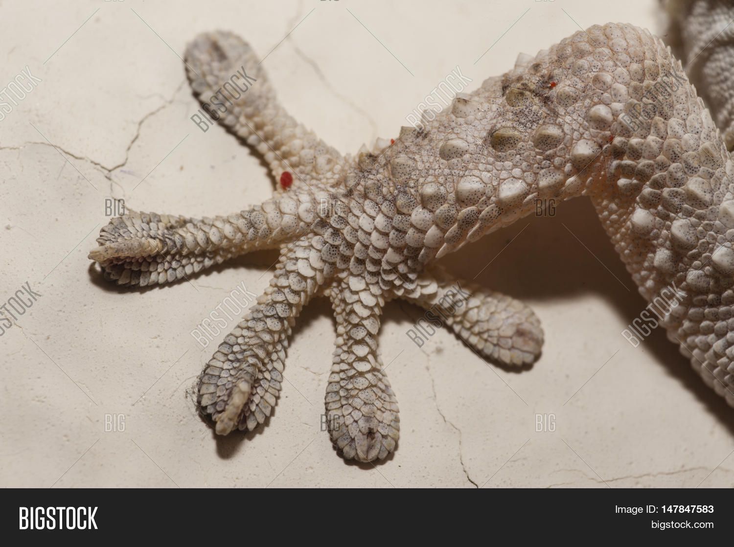 Gray House Gecko Image & Photo (Free Trial) | Bigstock