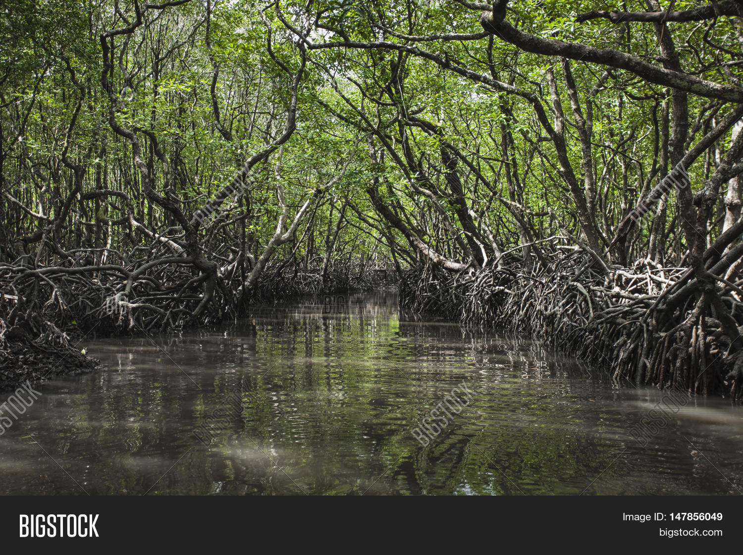 Mangrove Tree Havelock Image & Photo (Free Trial) | Bigstock