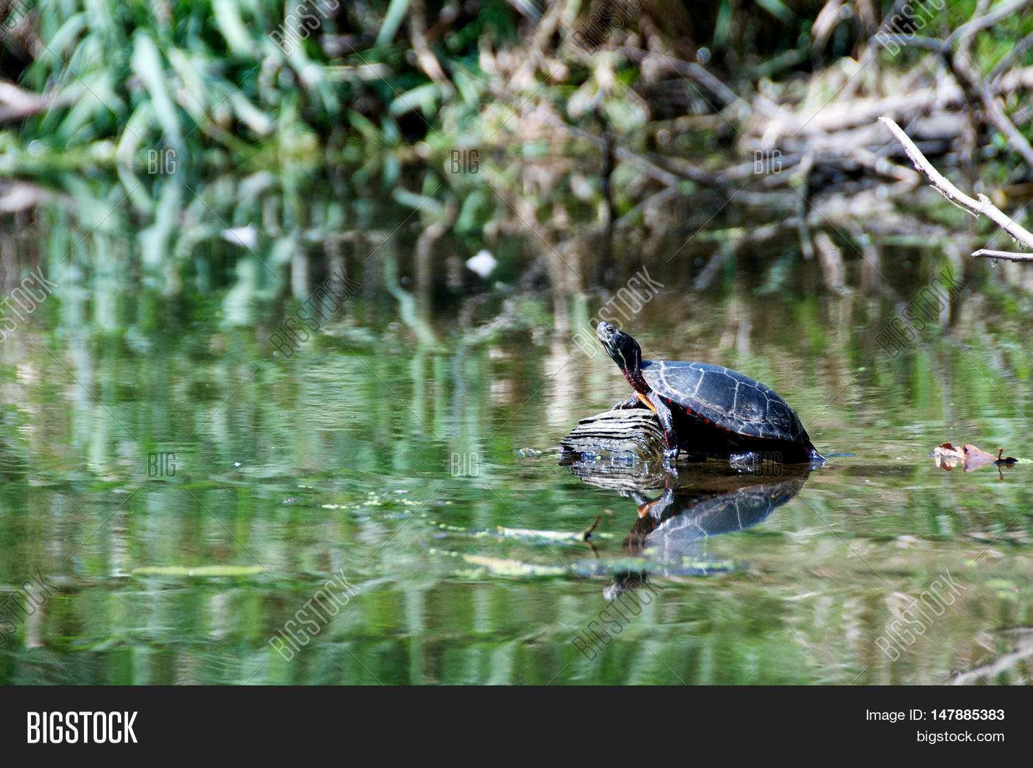 Midland Painted Turtle Laws Ohio