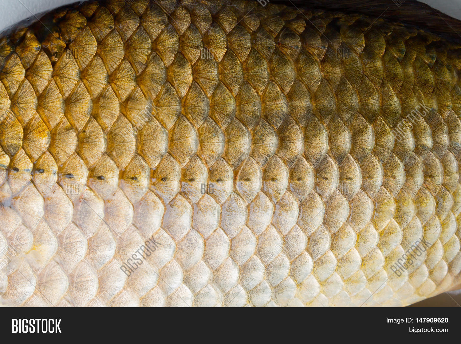 Fish Scale Close Shot Image & Photo (Free Trial) | Bigstock