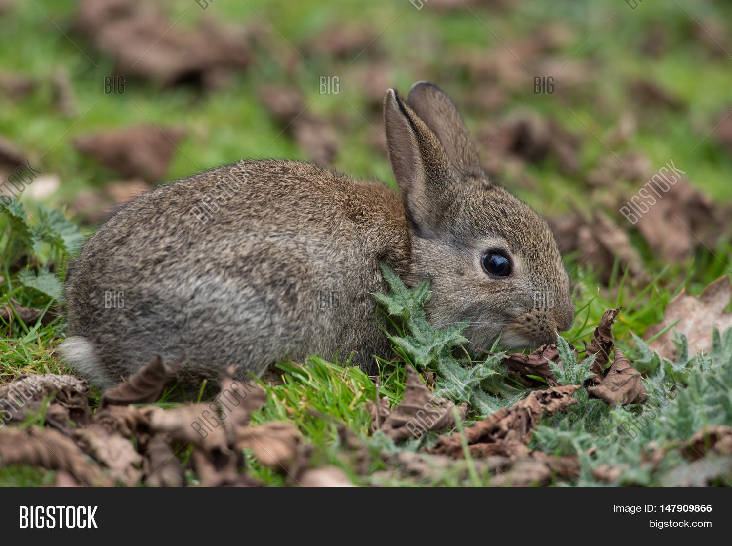 Wild Common Rabbit ( Image & Photo (Free Trial) | Bigstock