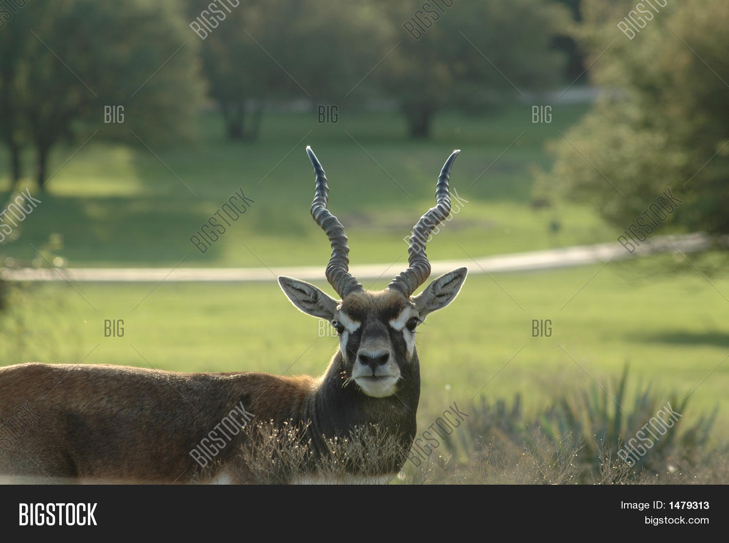 Blackbuck Deer Image & Photo (Free Trial) | Bigstock