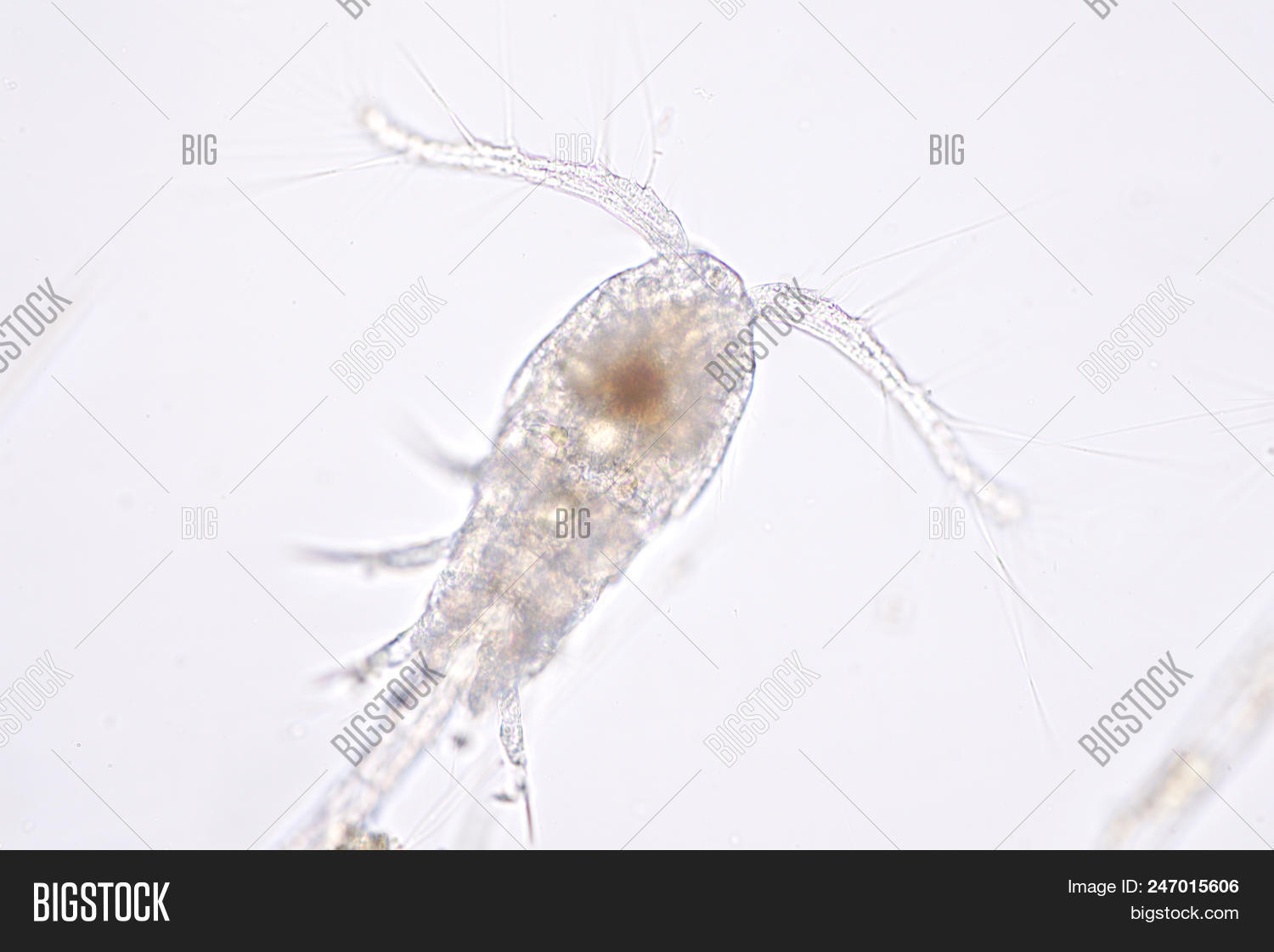 Copepod (zooplankton) Image & Photo (Free Trial) | Bigstock