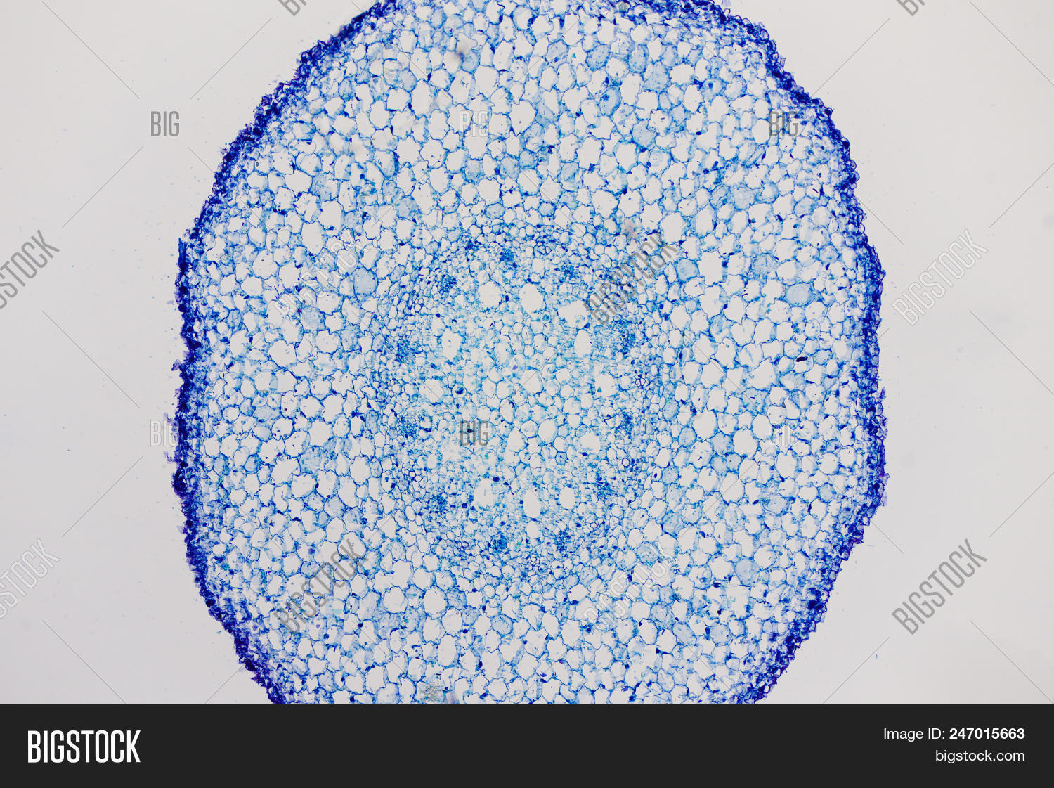 Cross Sections Plant Image & Photo (Free Trial) | Bigstock