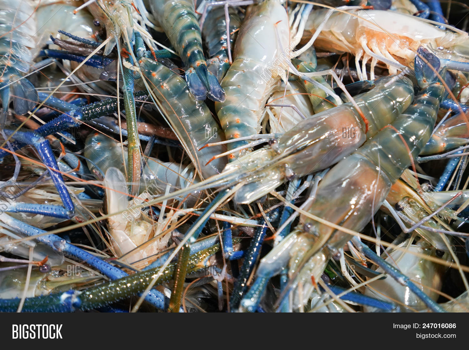 Giant Freshwater Prawn Image & Photo (Free Trial) | Bigstock