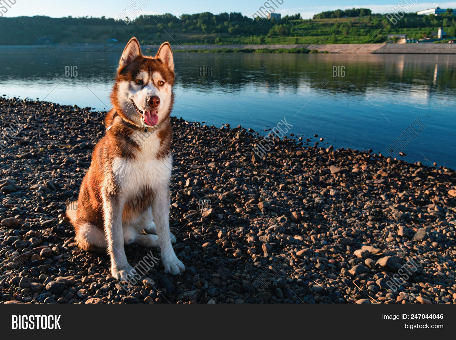 Beautiful Red Husky