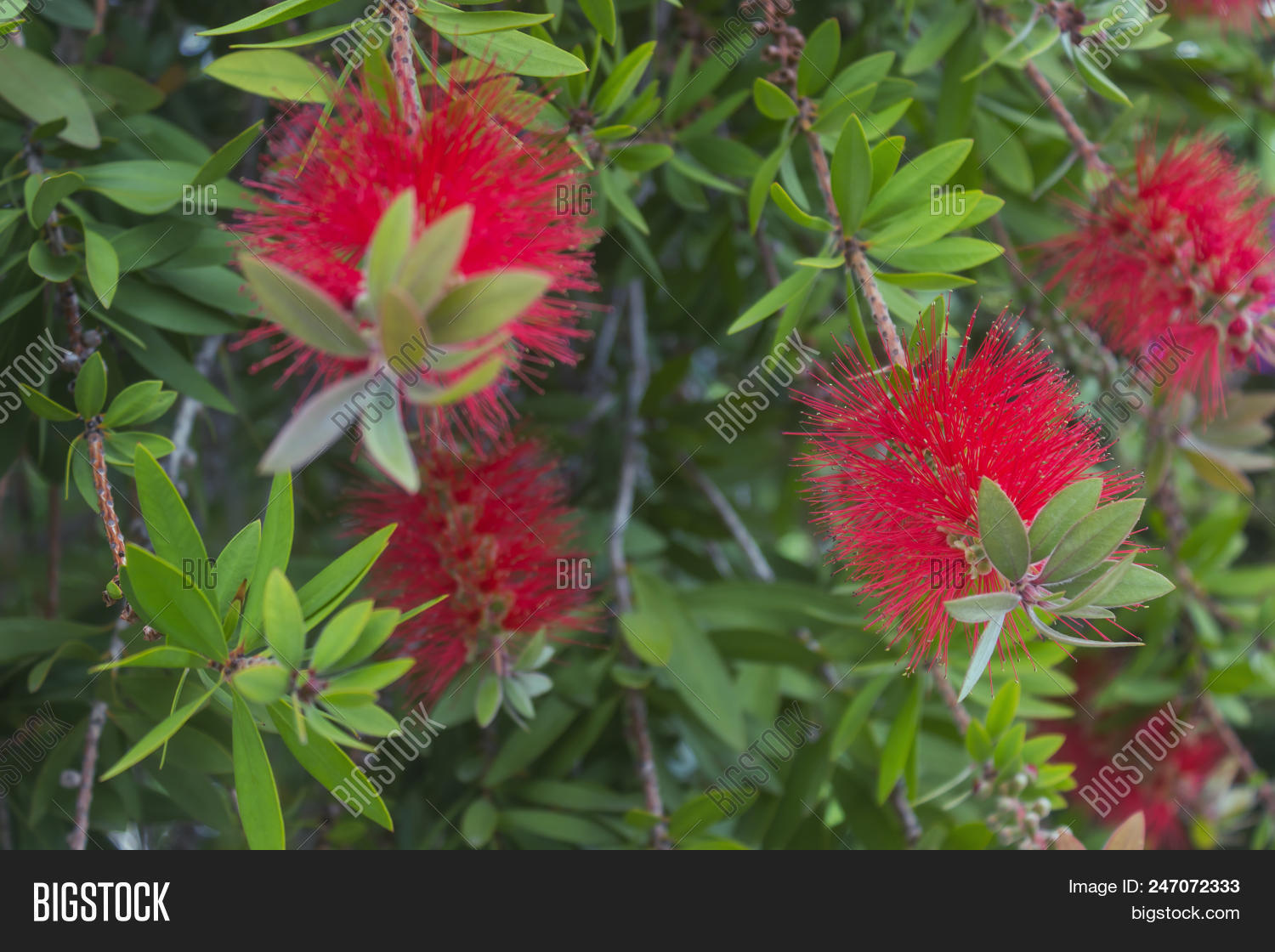 Red Fluffy Flowers Image & Photo (Free Trial) | Bigstock