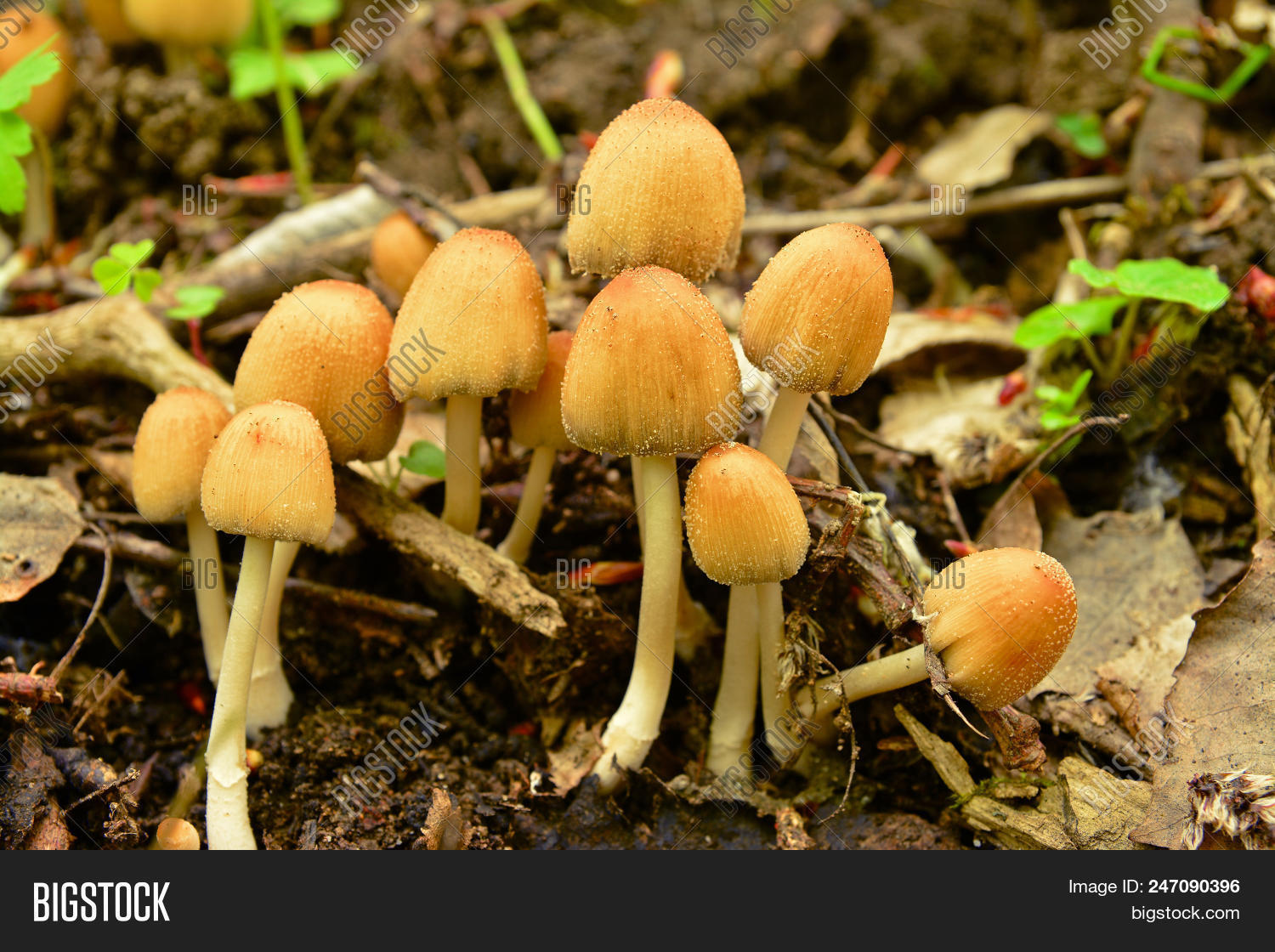 Rare Coprinellus Image & Photo (Free Trial) | Bigstock