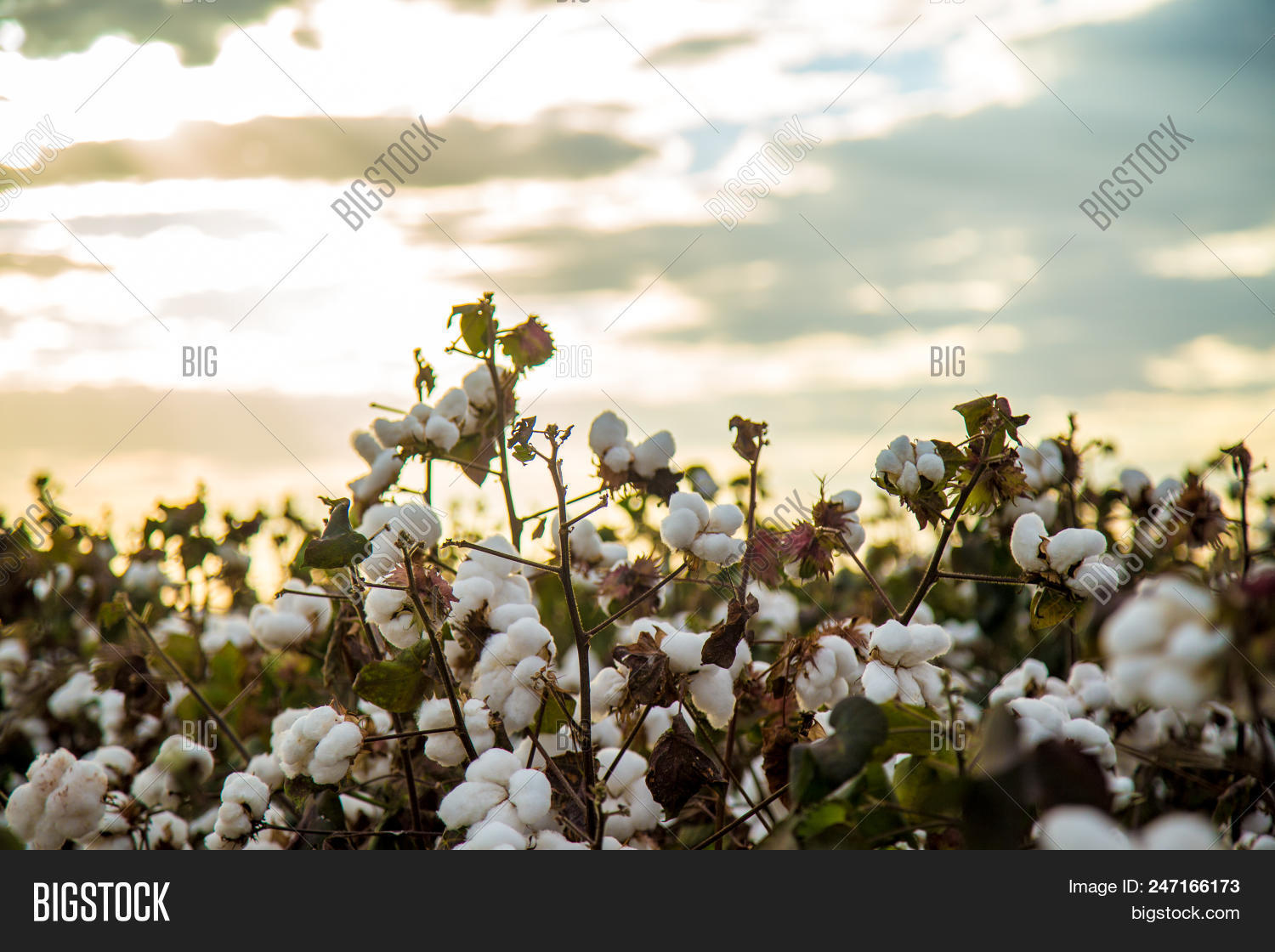 Cotton Field Image & Photo (Free Trial) | Bigstock