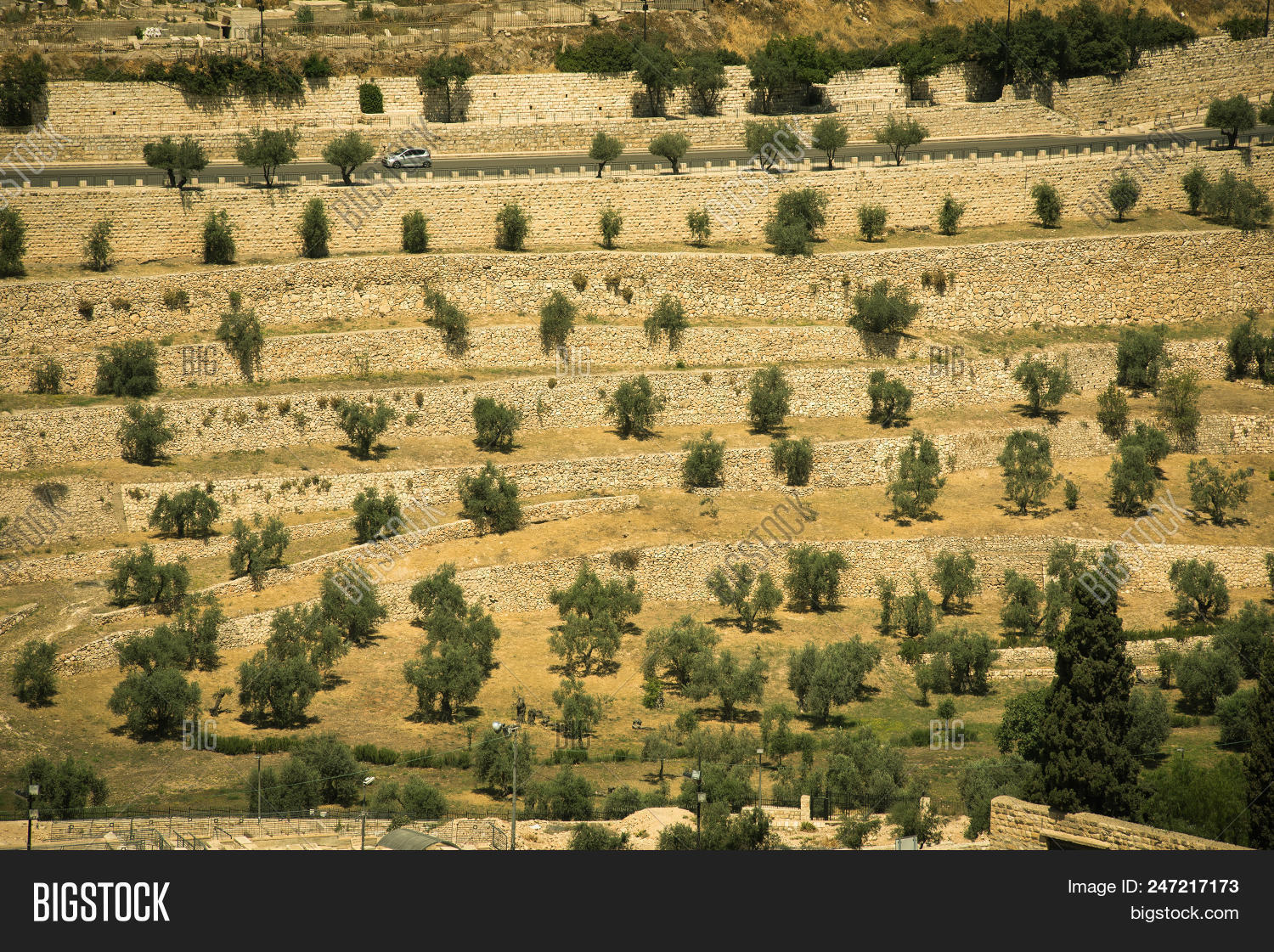 Mount Olives, Image & Photo (Free Trial) | Bigstock