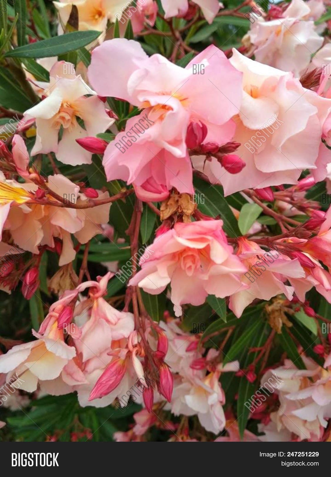 Flower Garden Sunny Image & Photo (Free Trial) | Bigstock