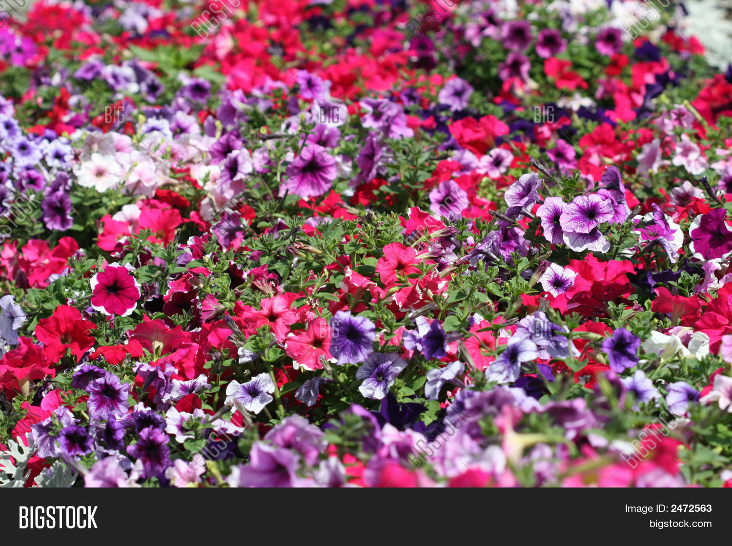 Multi-Coloured Image & Photo (Free Trial) | Bigstock