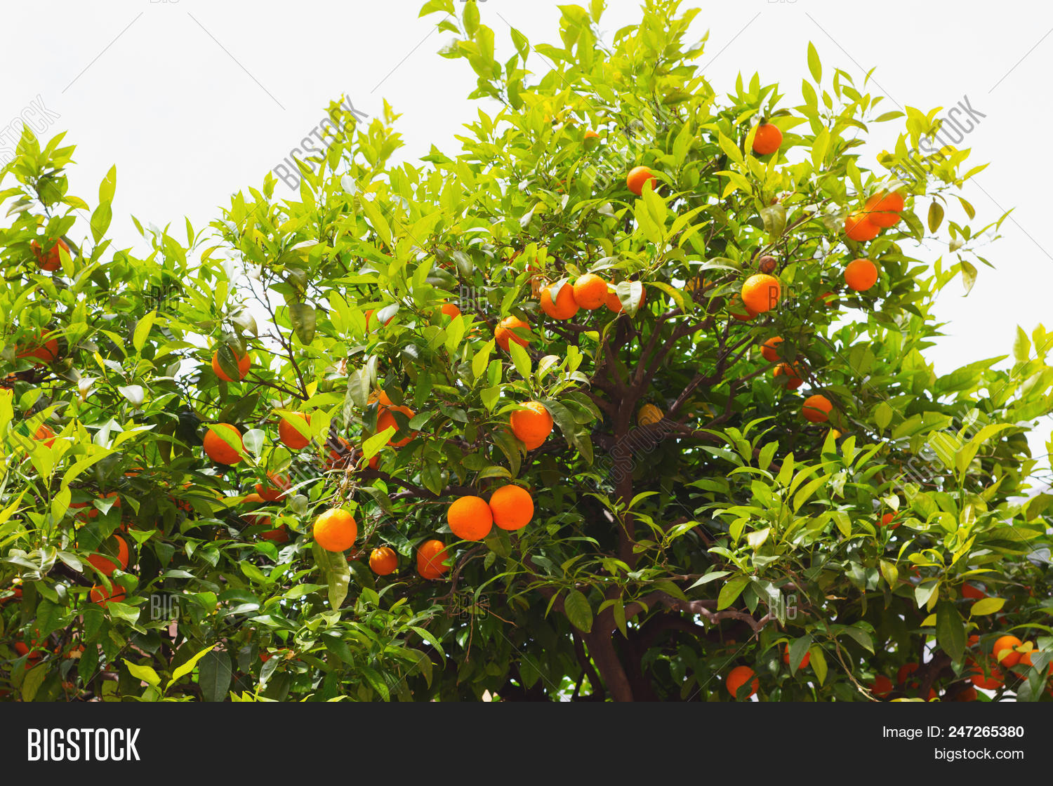 Fruits Orange Tree. Image & Photo (Free Trial) | Bigstock