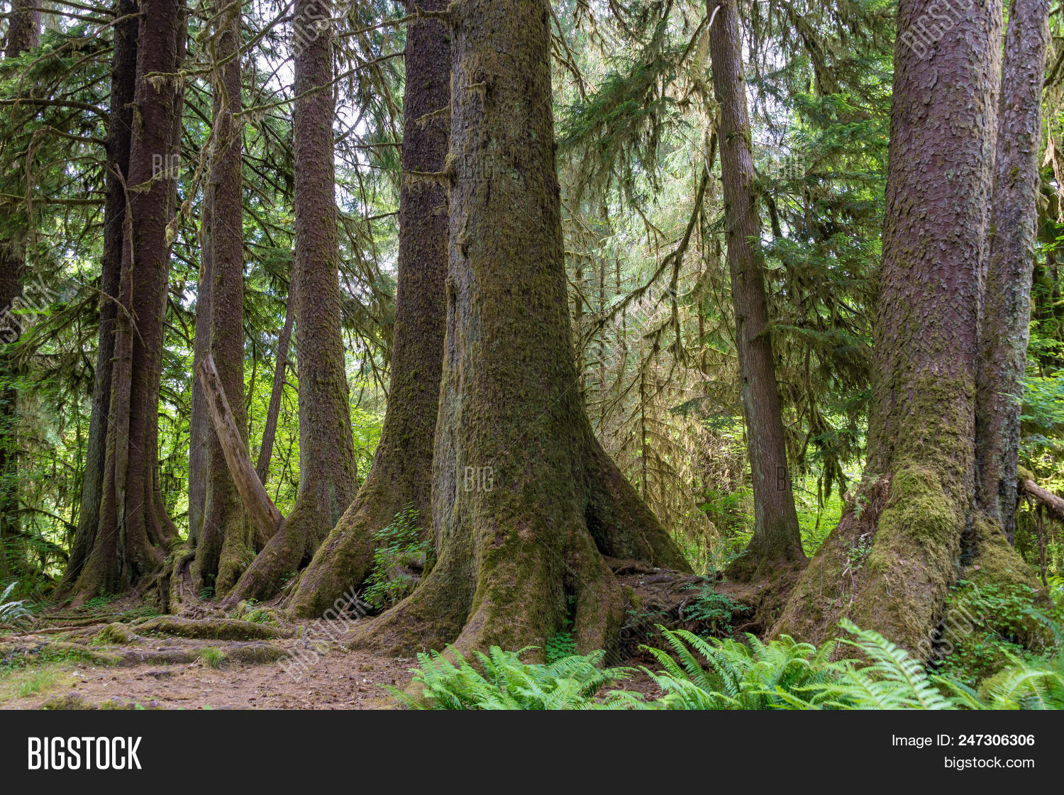 Sitka Spruce Trees Row Image & Photo (Free Trial) | Bigstock