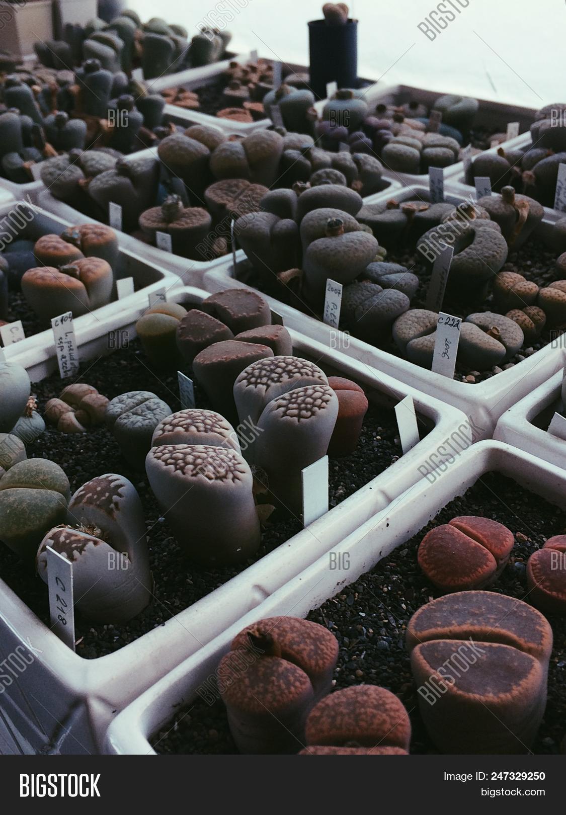 Group Lithops. Lithops Image & Photo (Free Trial) | Bigstock