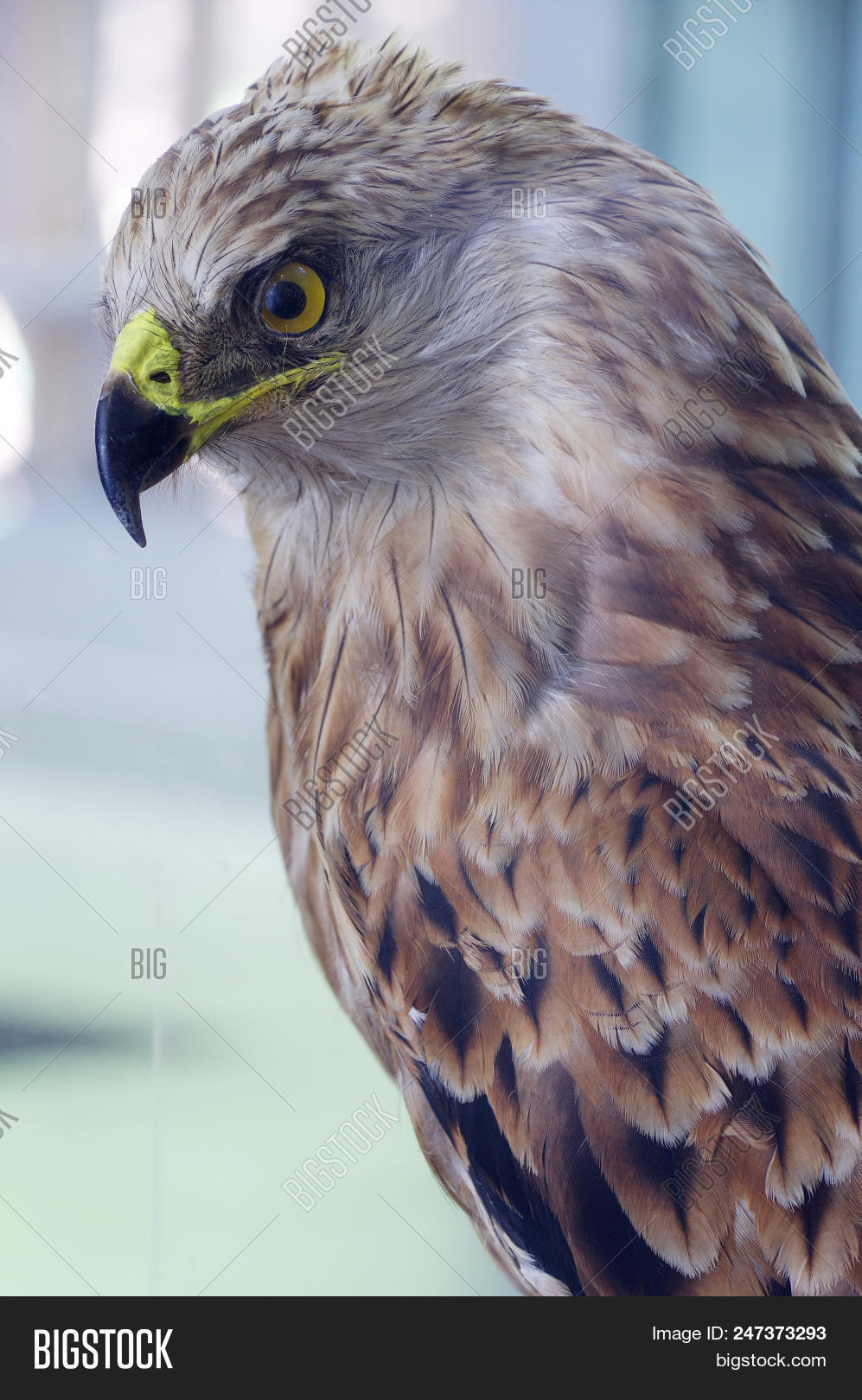 Red Kite Portrait Image & Photo (Free Trial) | Bigstock