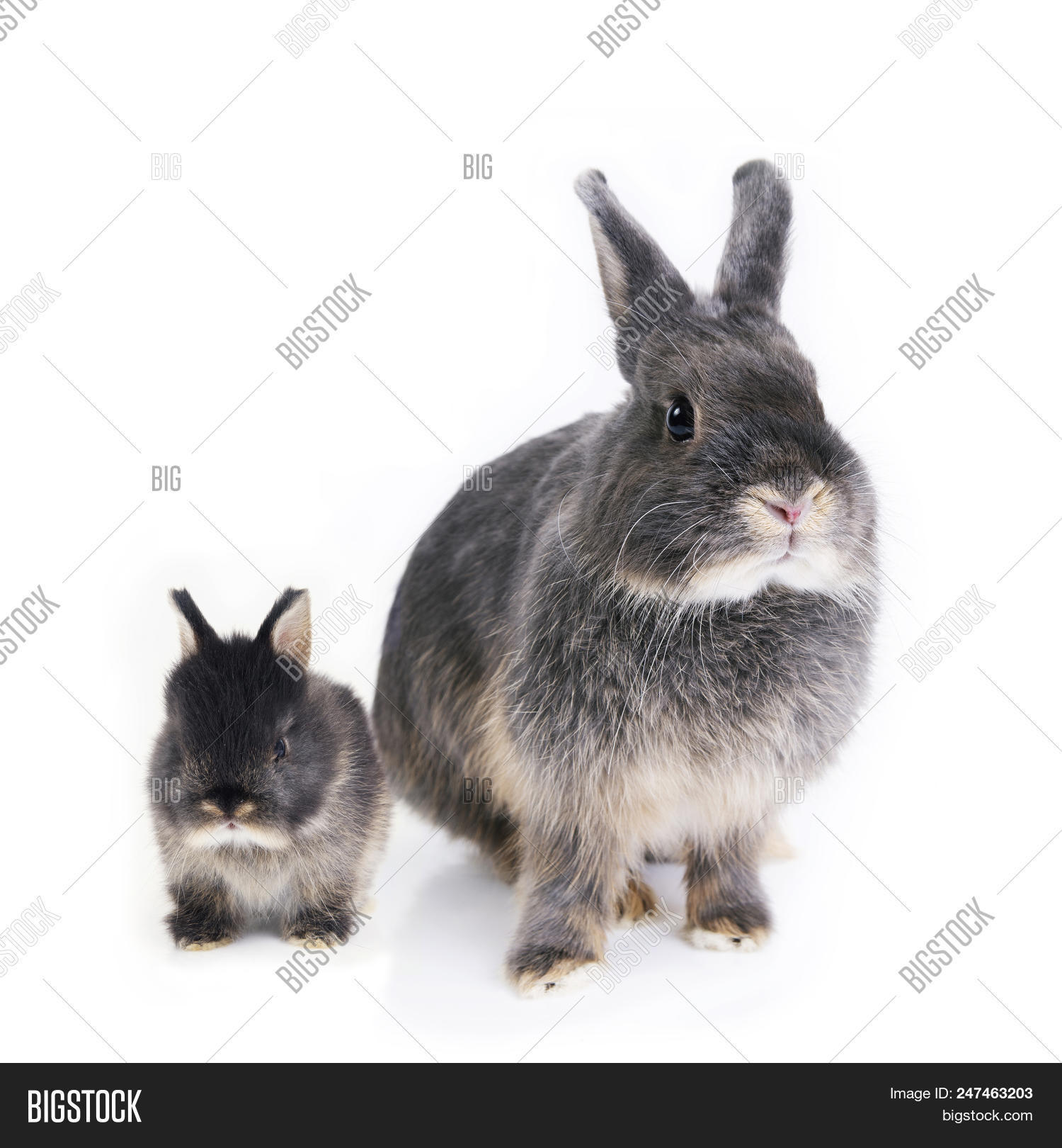Two Rabbits, Mother Image & Photo (Free Trial) | Bigstock