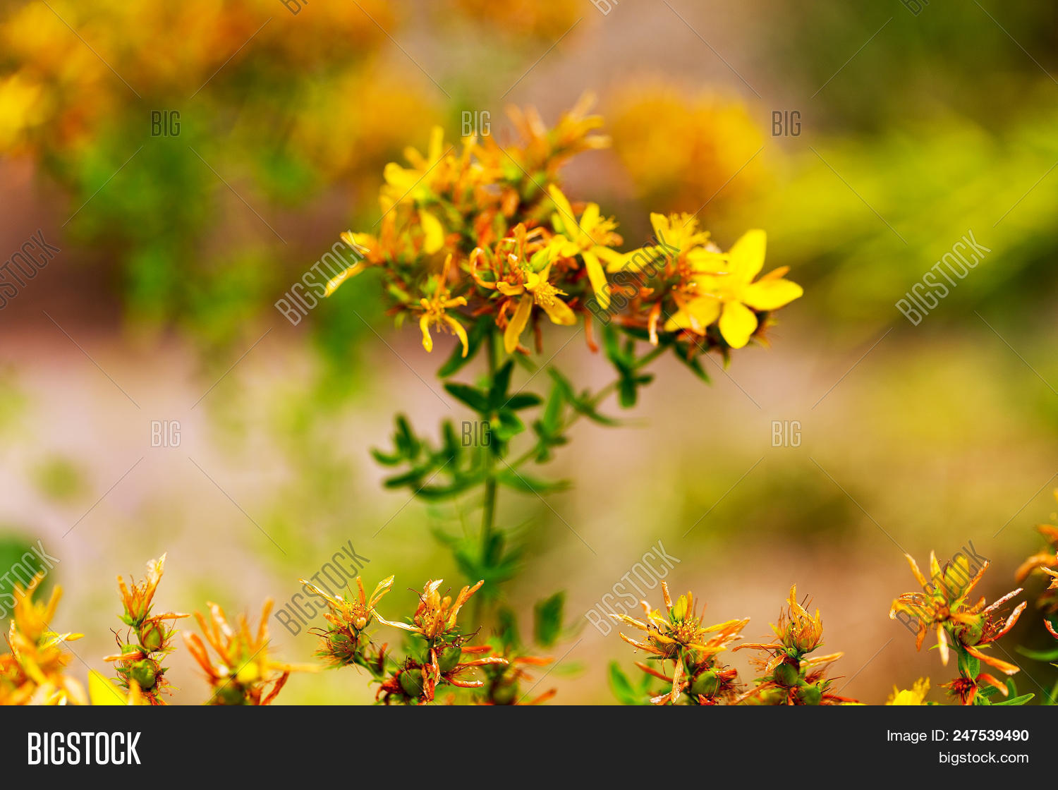 Hypericum Flowers ( Image & Photo (Free Trial) | Bigstock