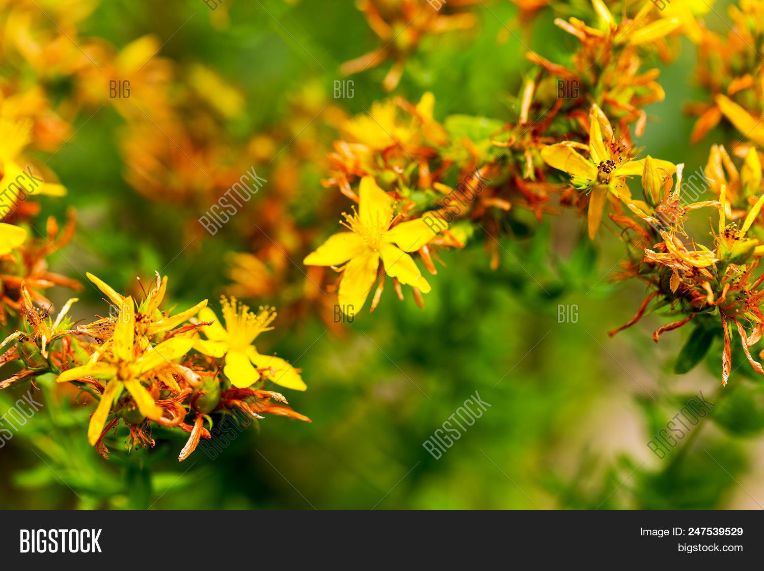 Hypericum Flowers ( Image & Photo (Free Trial) | Bigstock
