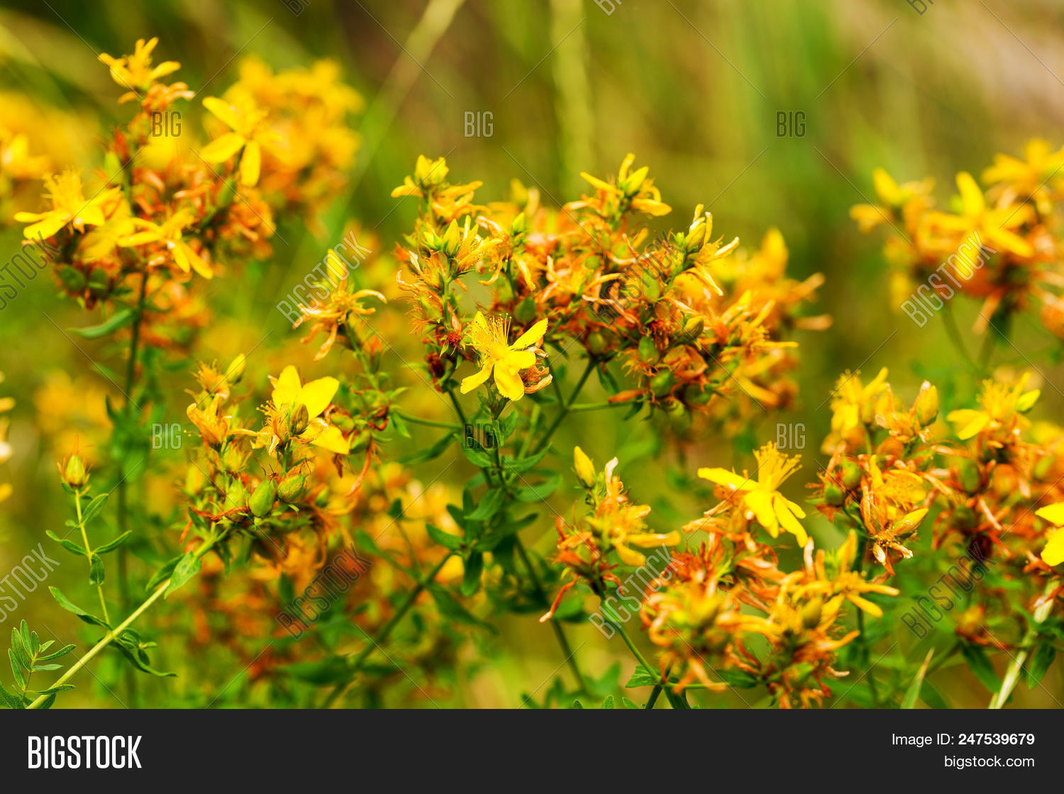 Hypericum Flowers ( Image & Photo (Free Trial) | Bigstock