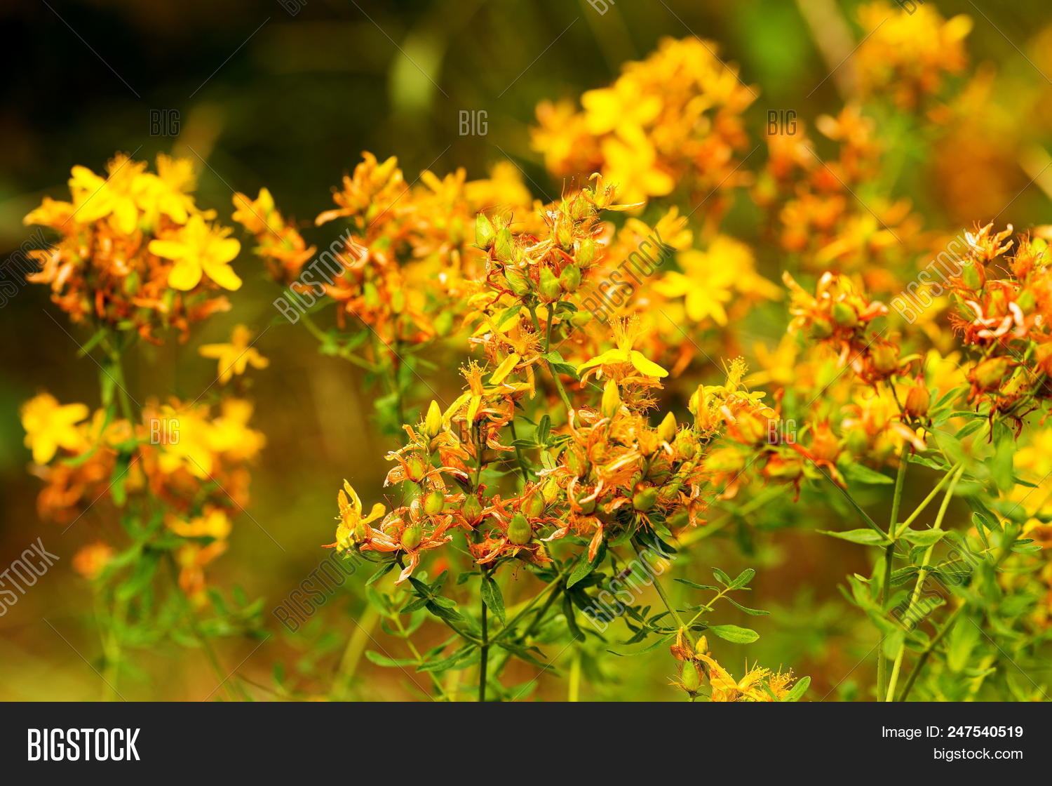 Hypericum Flowers ( Image & Photo (Free Trial) | Bigstock