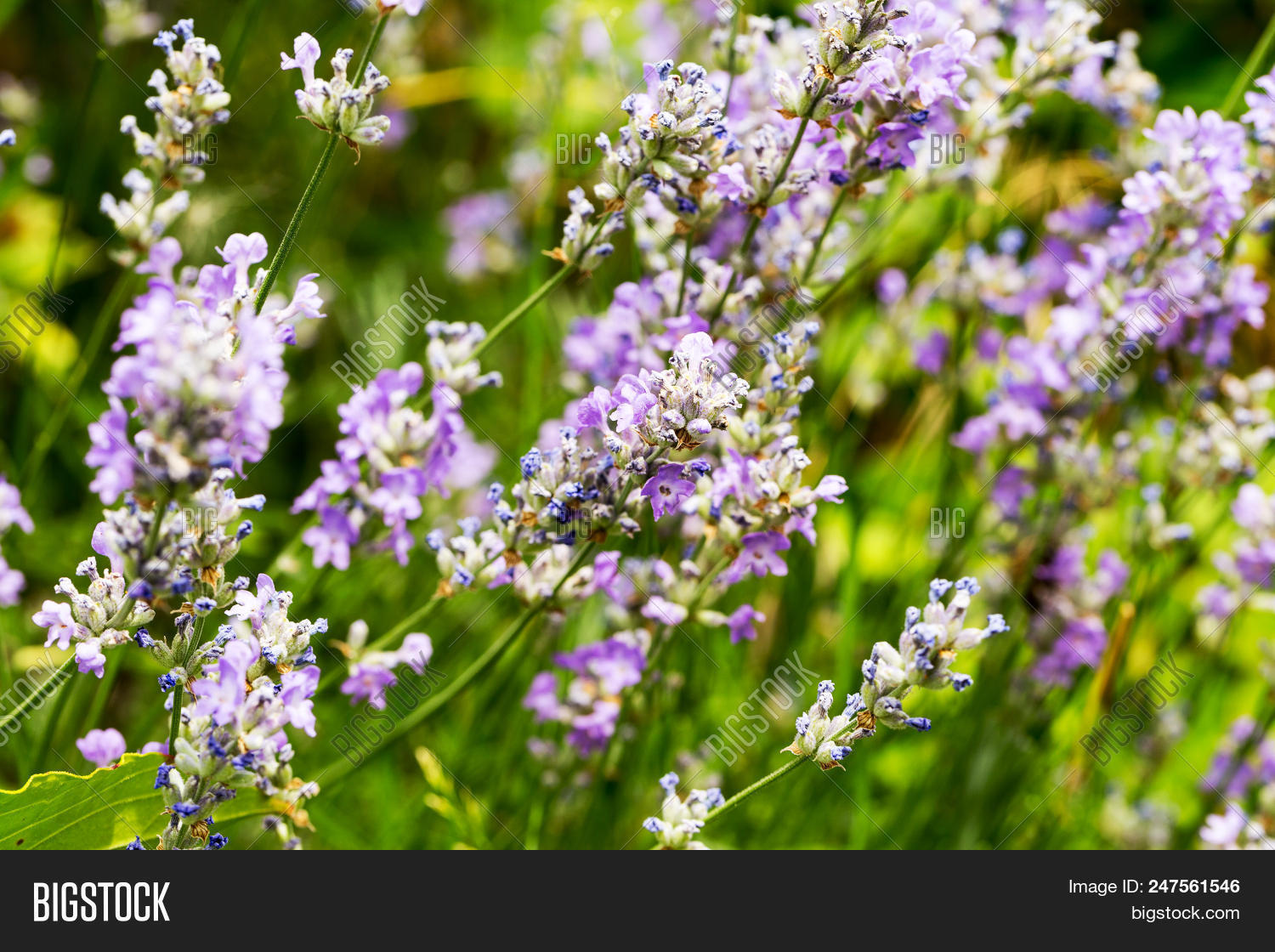 Lavender Bushes Image & Photo (Free Trial) | Bigstock
