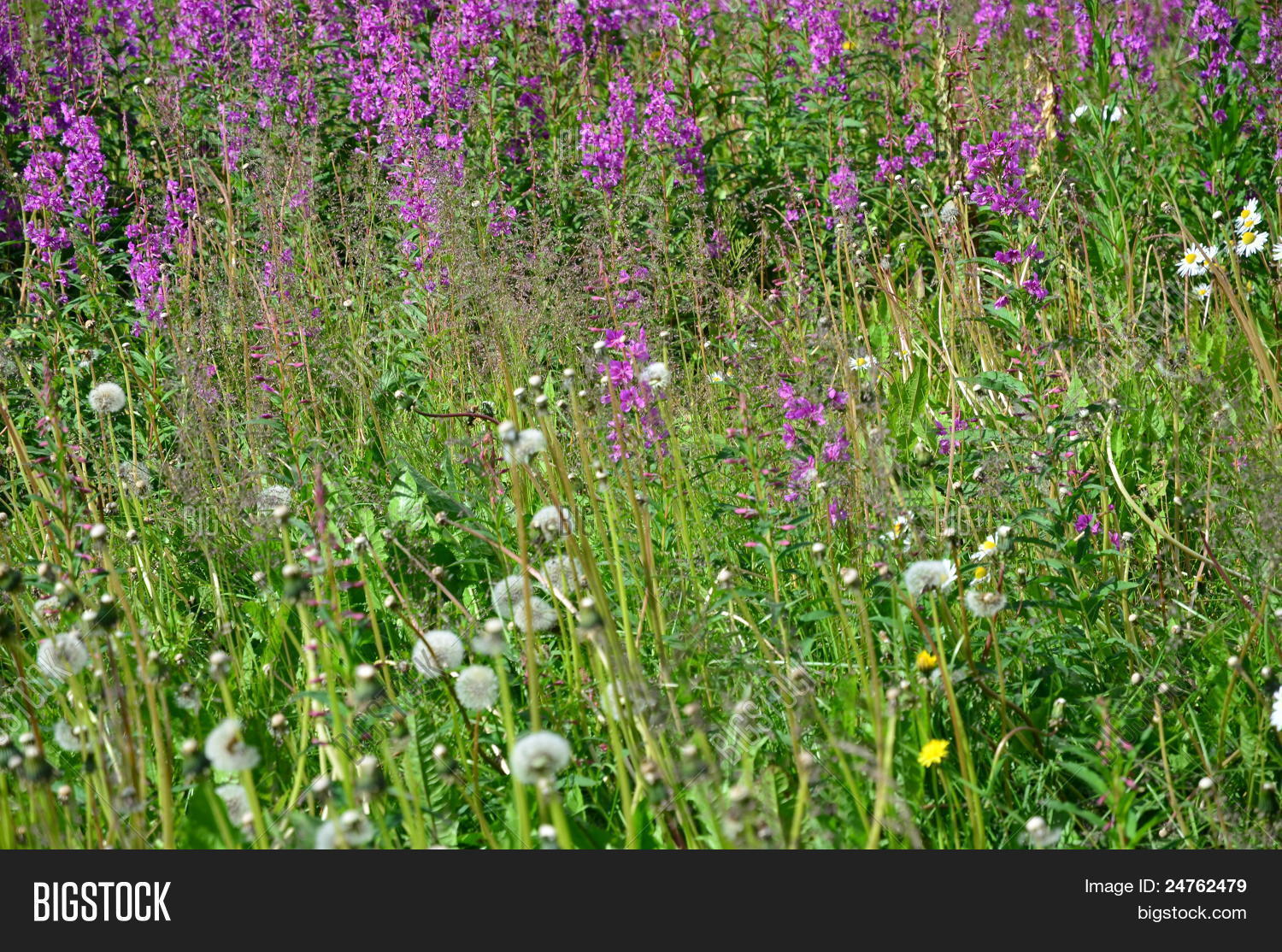 Pigweed Image & Photo (Free Trial) | Bigstock
